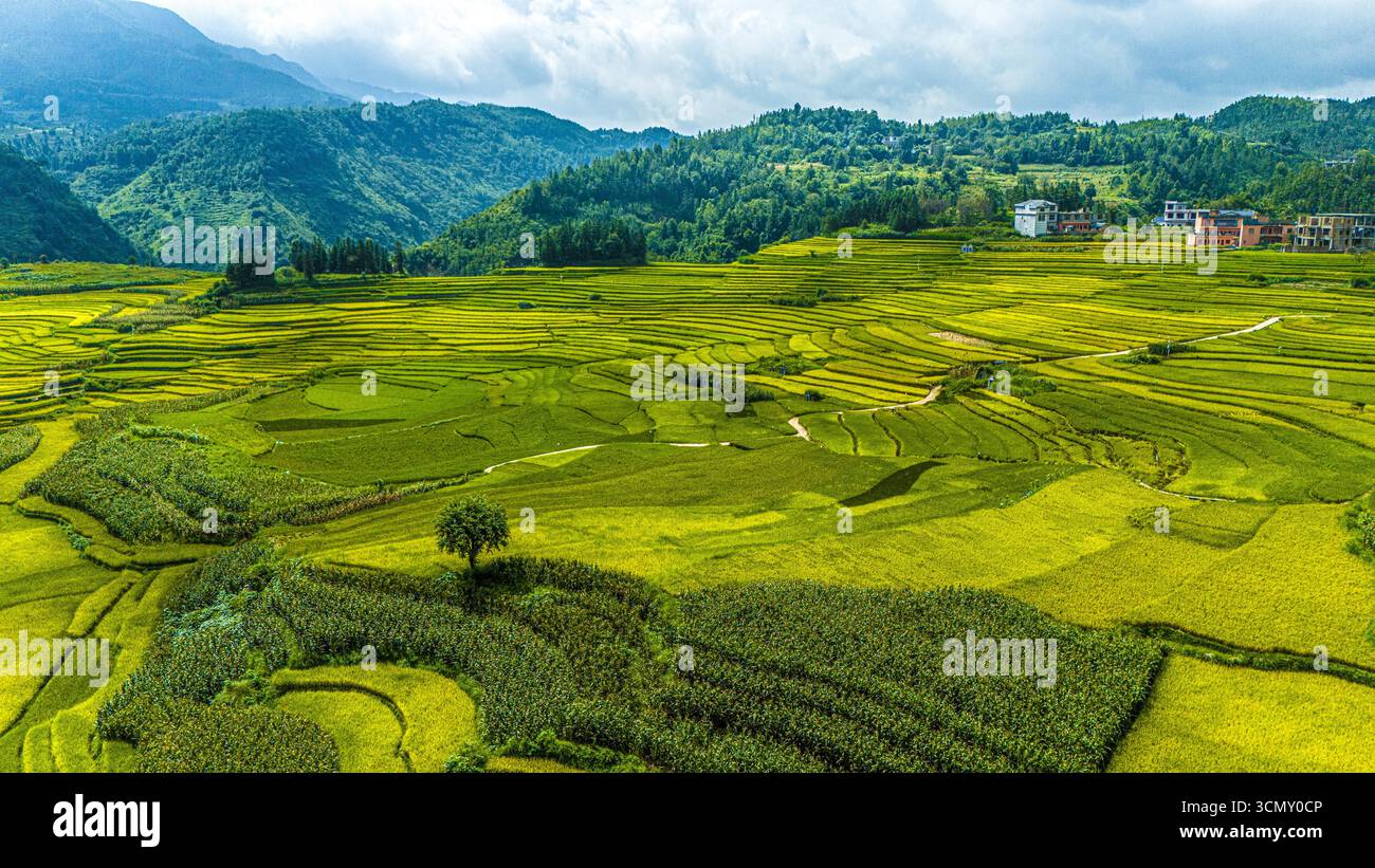 Aerial photo shows the golden rice field in Panzhou City, southwest ...
