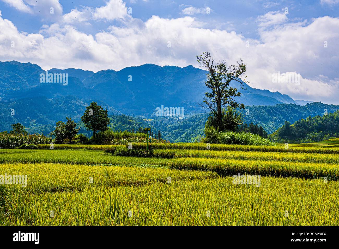 Aerial photo shows the golden rice field in Panzhou City, southwest ...