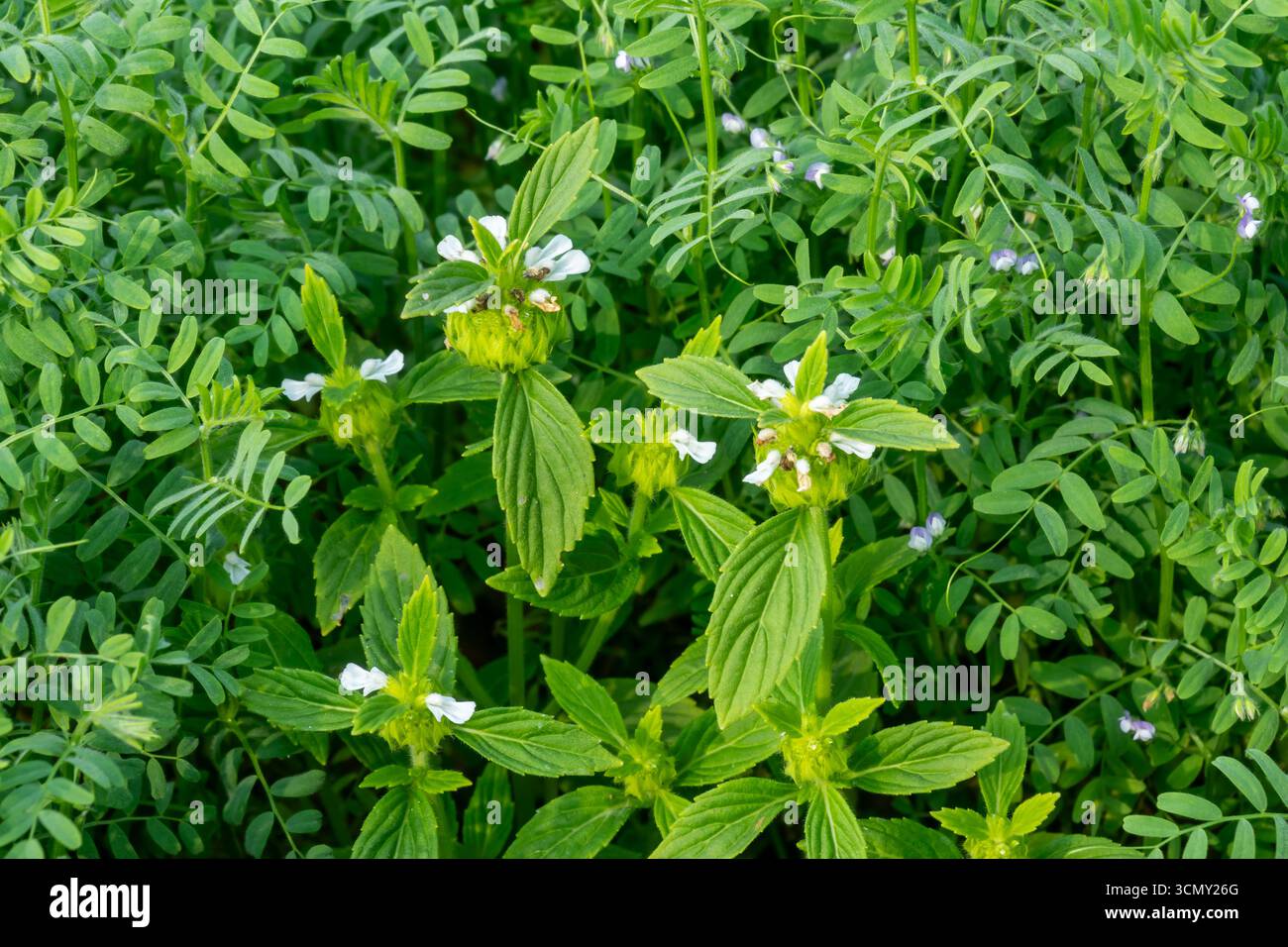 Lentils plants with Tumbai has bright green, serrated leaves and small ...