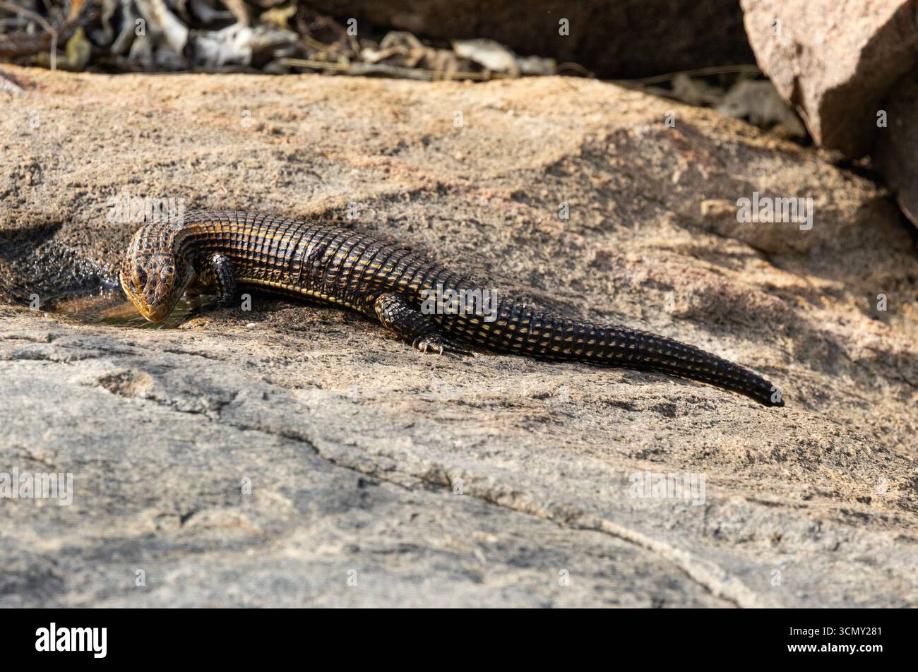 A Great Plated Lizard ventures out into the open to drink from a rain ...