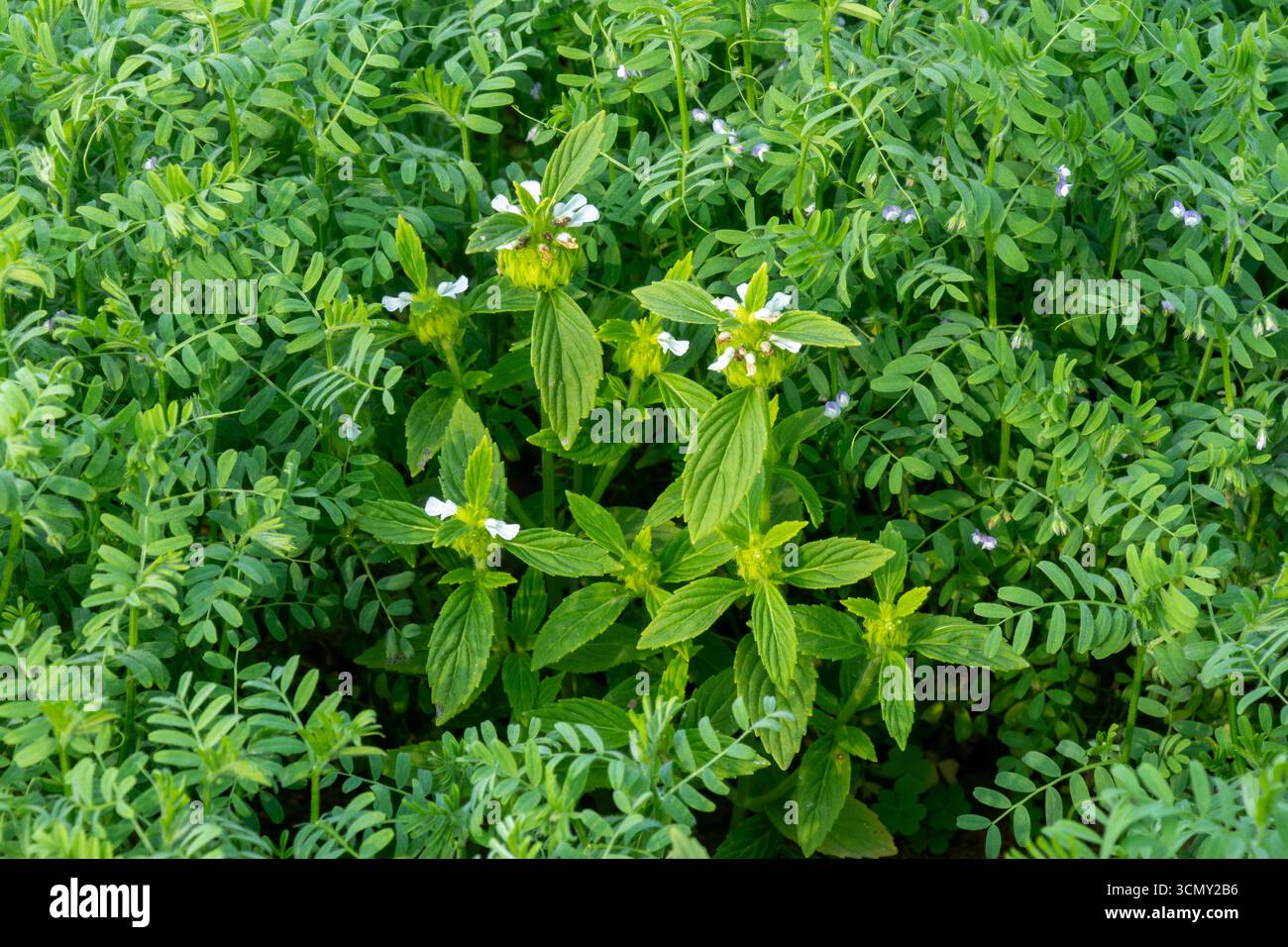 Alongside clusters of blue flowers hi-res stock photography and images ...