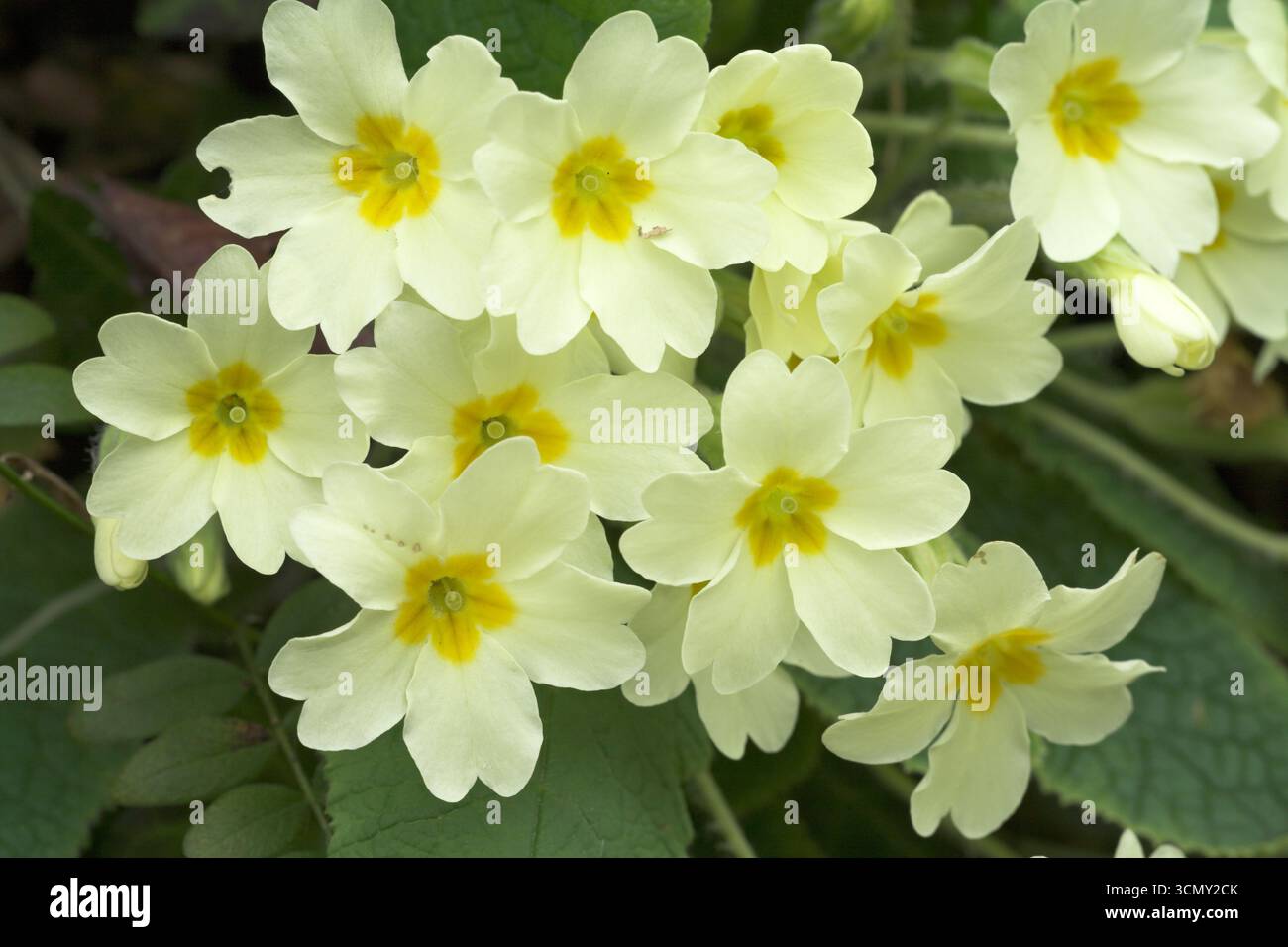 Primrose Primula vulgaris on the Dorset Wildlife Trust Nature Reserve ...