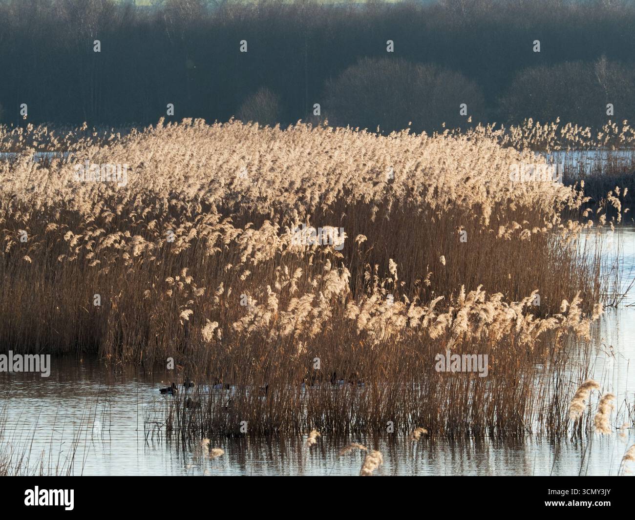 Common reed Phragmites australis back-lit, Shapwick Heath National ...
