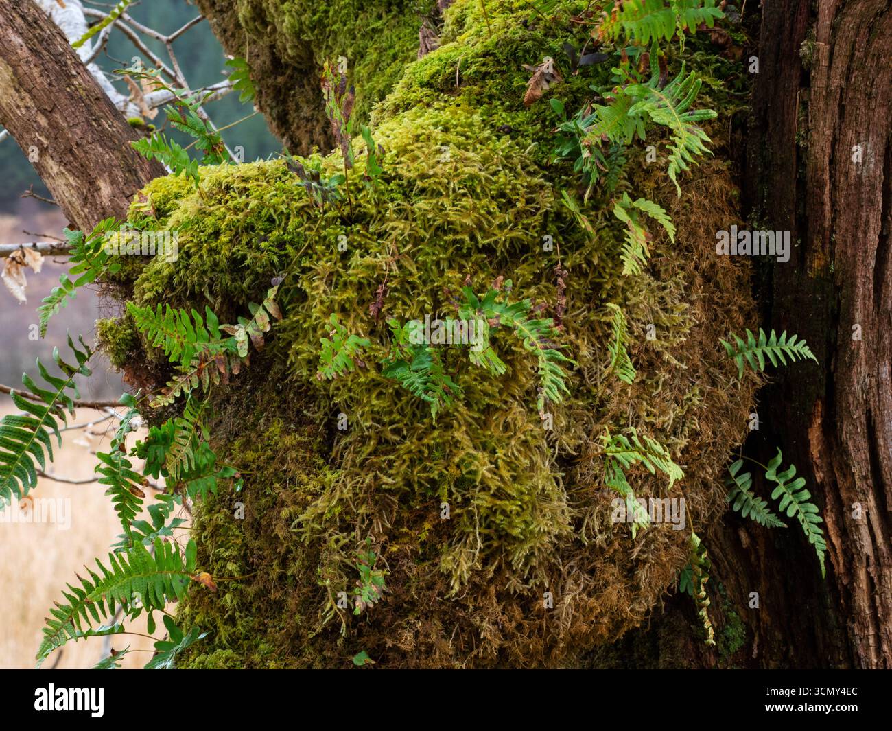 Common polypody Polypodium vulgare growing on moss-covered ancient ...