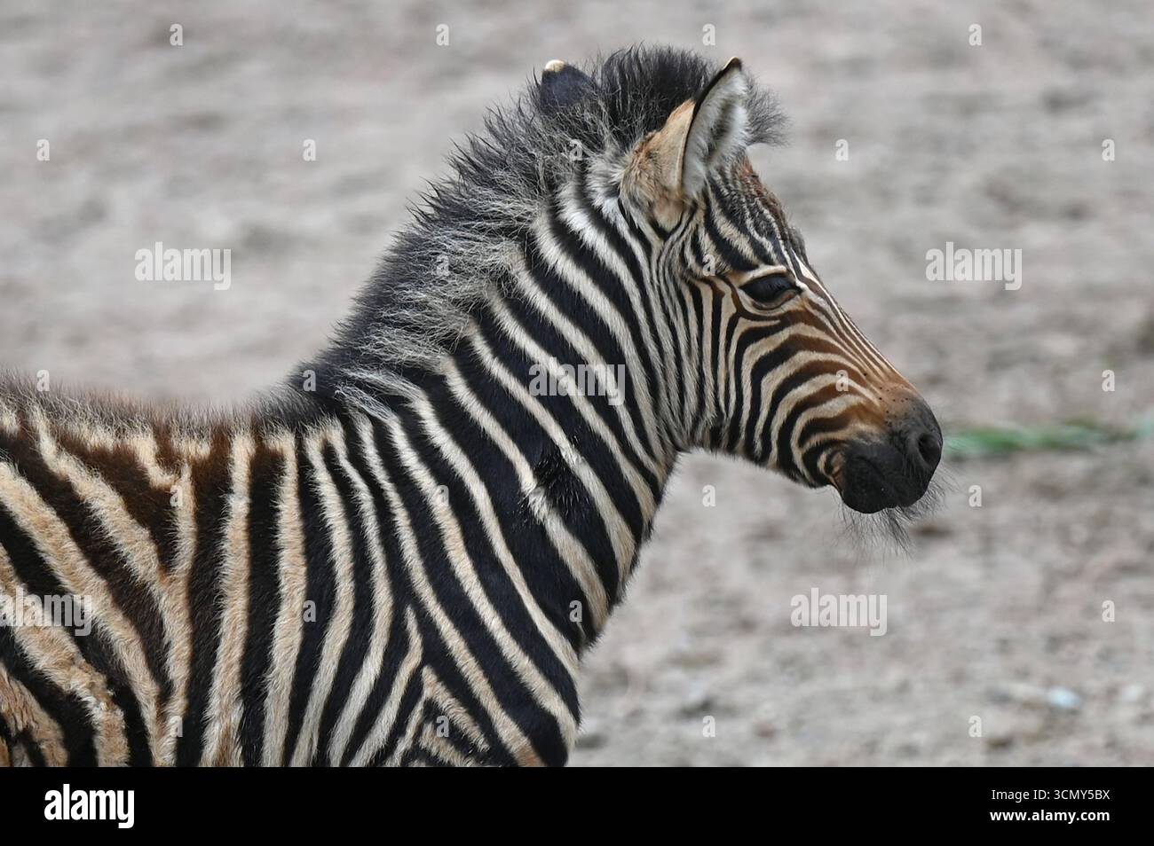 18 September 2025, Hamburg: The zebra cub Taio stands in his enclosure ...