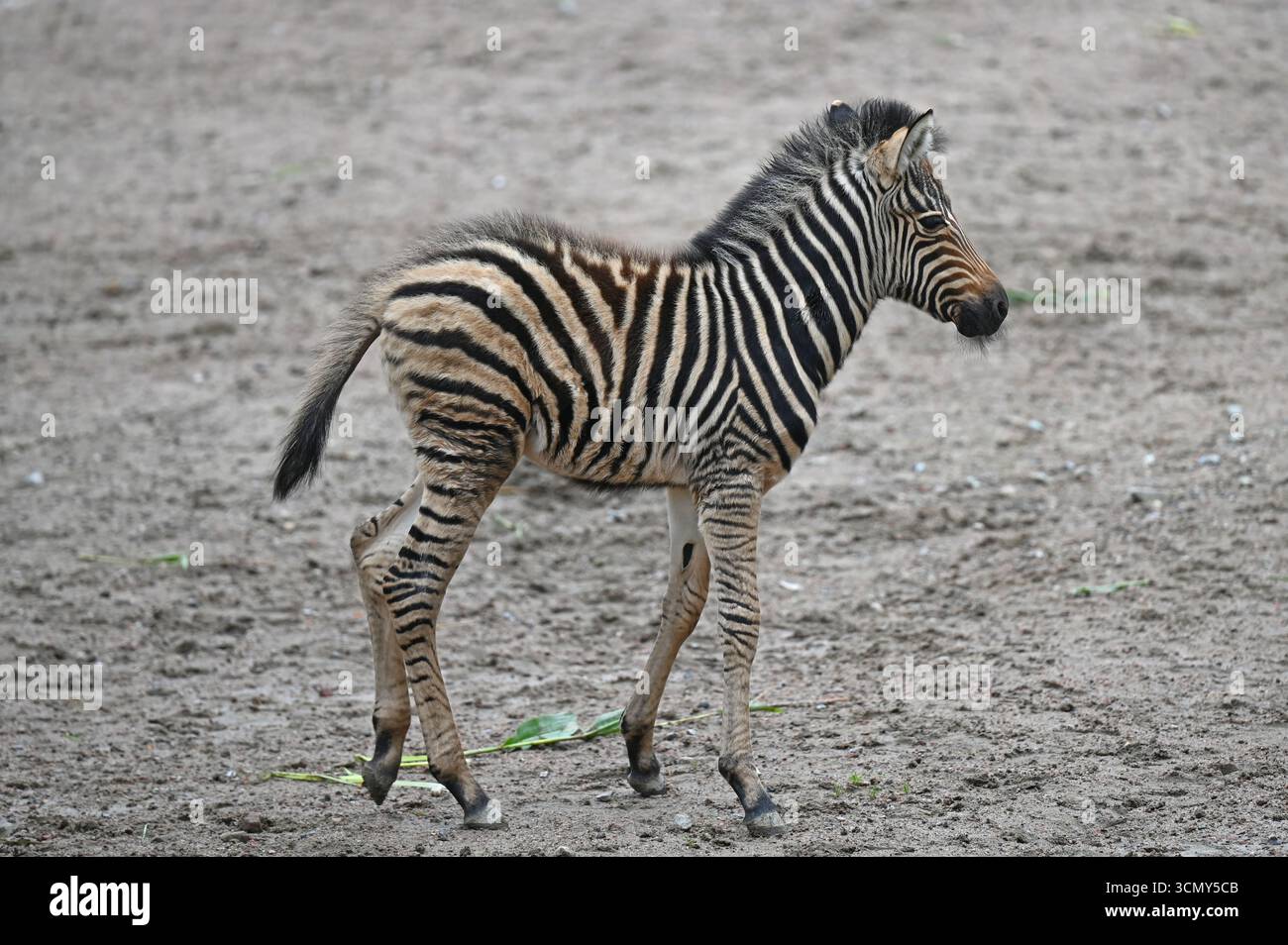 18 September 2025, Hamburg: Baby zebra Taio stands in his enclosure at ...