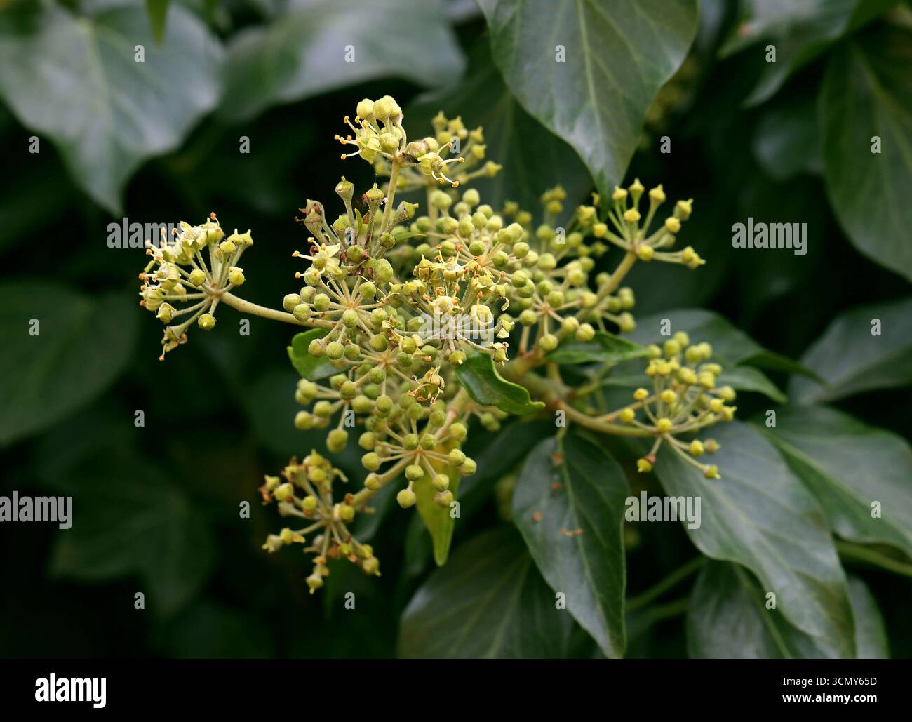 Ivy, Common Ivy, European Ivy, or King's Choice Ivy, Hedera helix ...