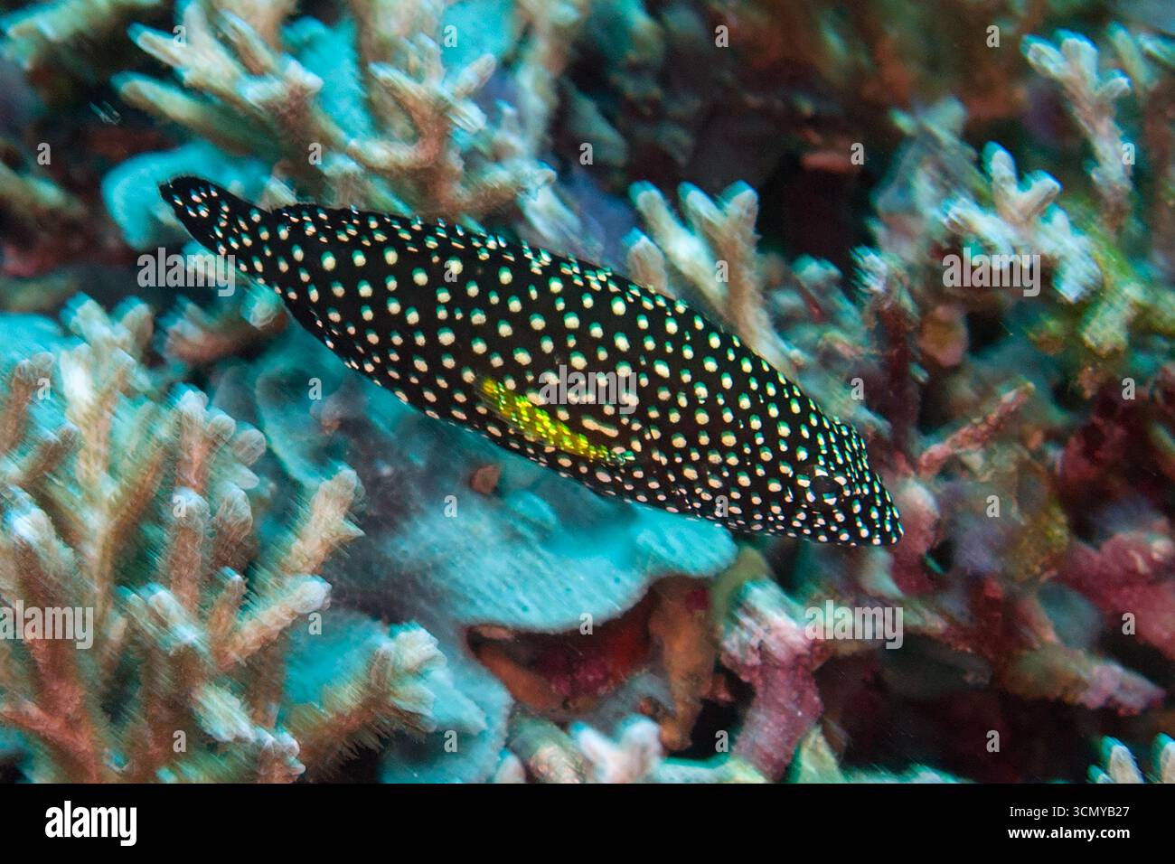 Juvenile Specklefin Grouper, Epinephelus ongus, Circus dive site ...