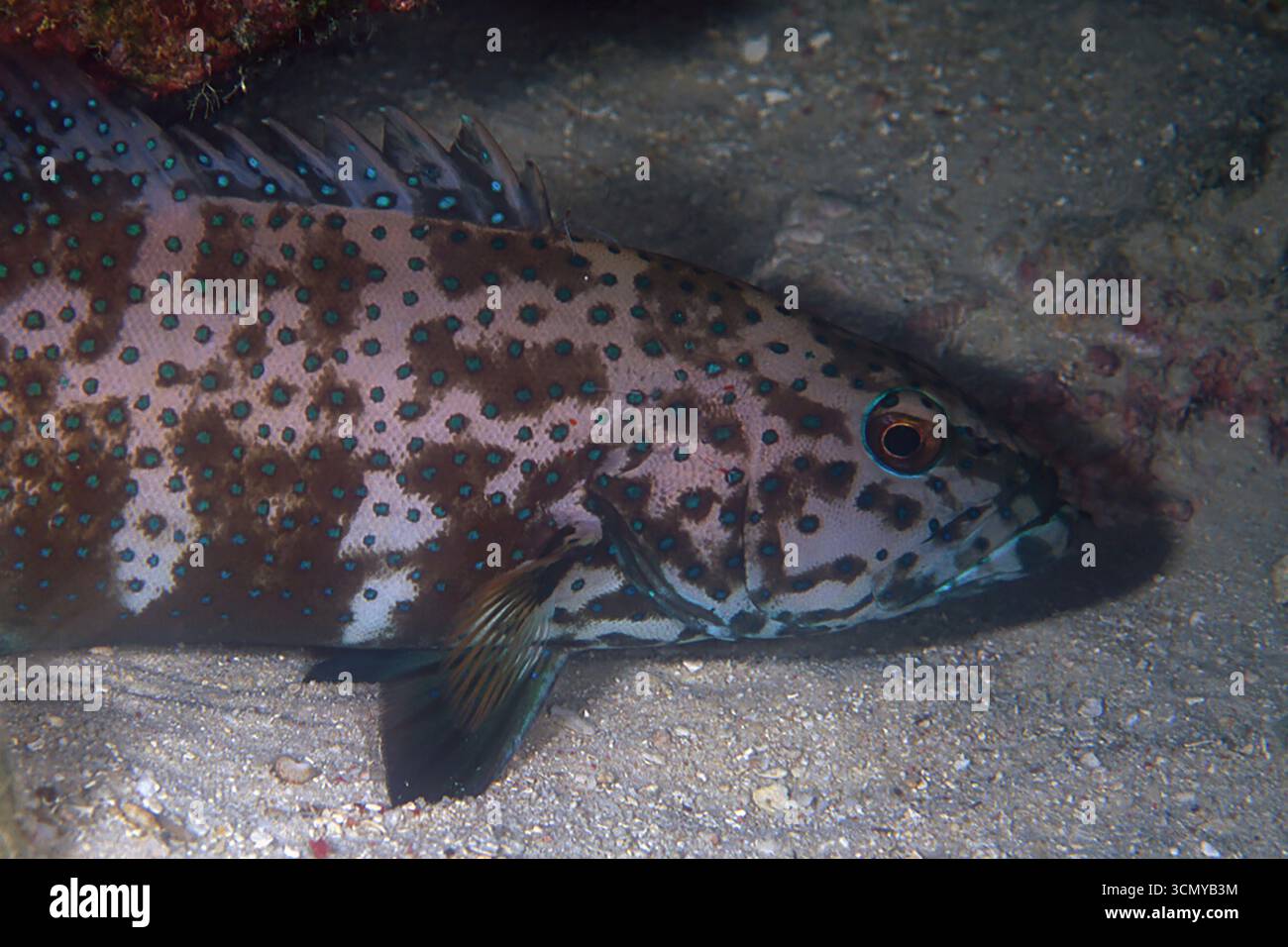 Footballer coral trout hi-res stock photography and images - Alamy