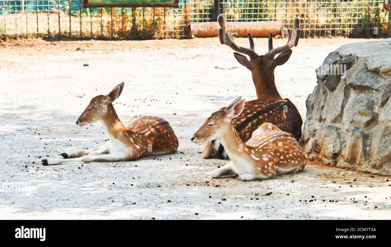 Fallow deer animal basking in sunlight hi-res stock photography and ...