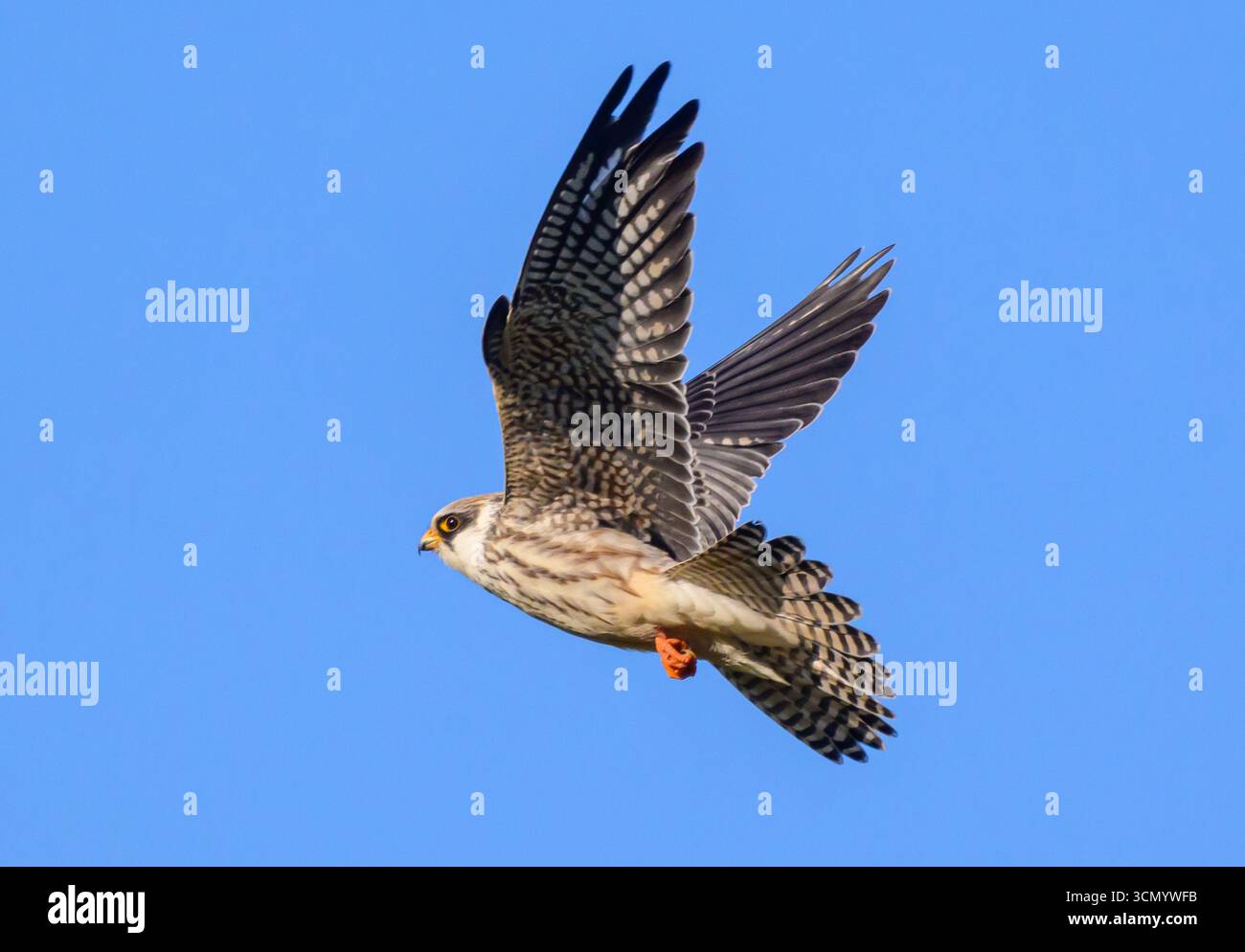 12 September 2025, Brandenburg, Lebus: A red-footed falcon (Falco ...