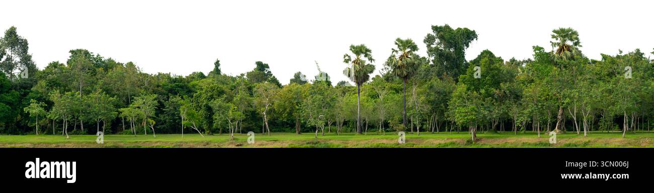 Natural green forest tree line with transparent White background for ...