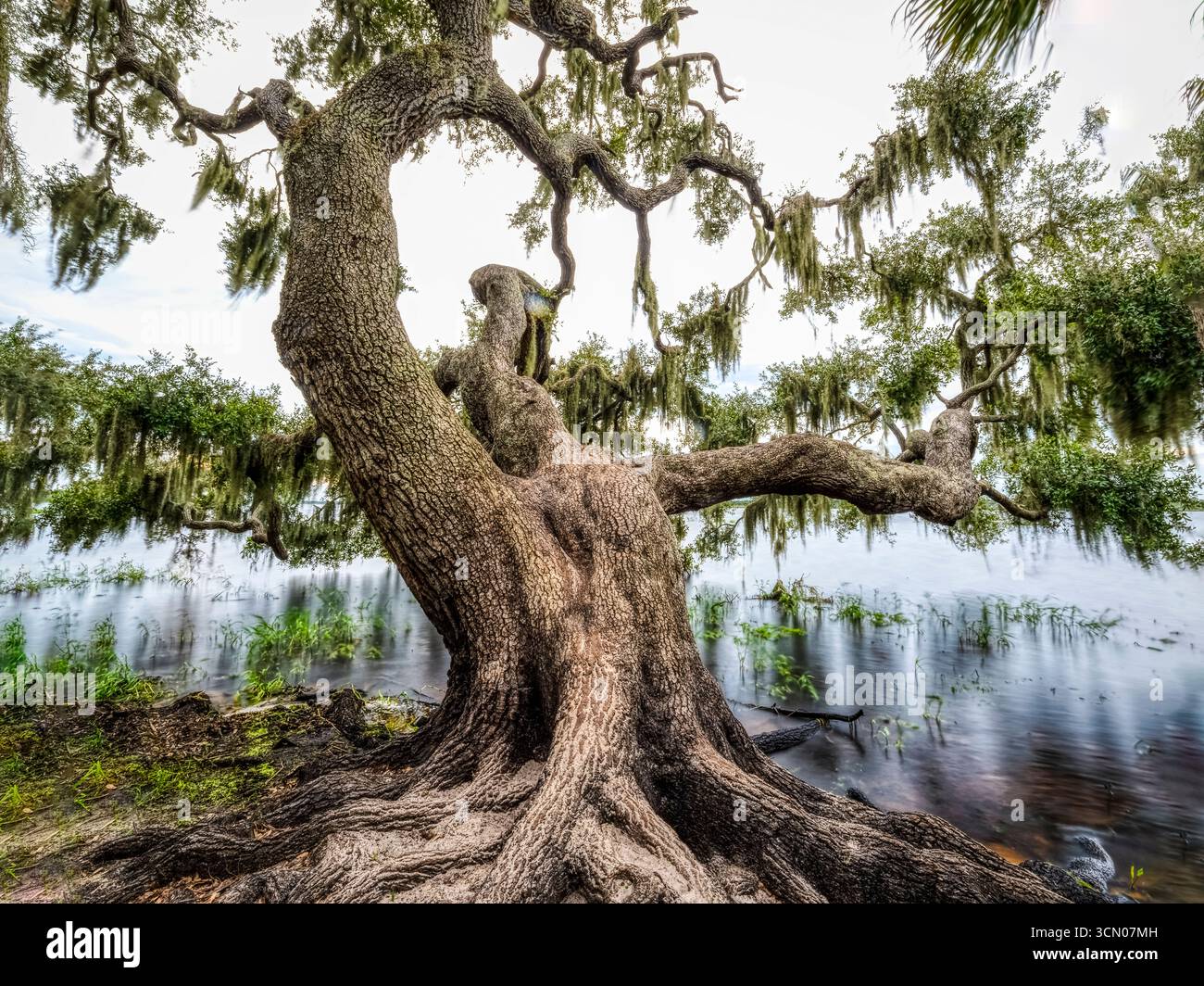 Live Oak tree with Spanish Moss at edge of Upper Myakka Lake in Myakka ...