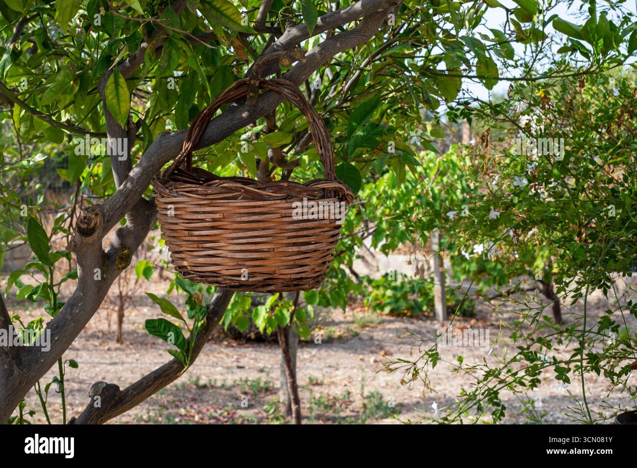 Olive grove ornament hi-res stock photography and images - Alamy