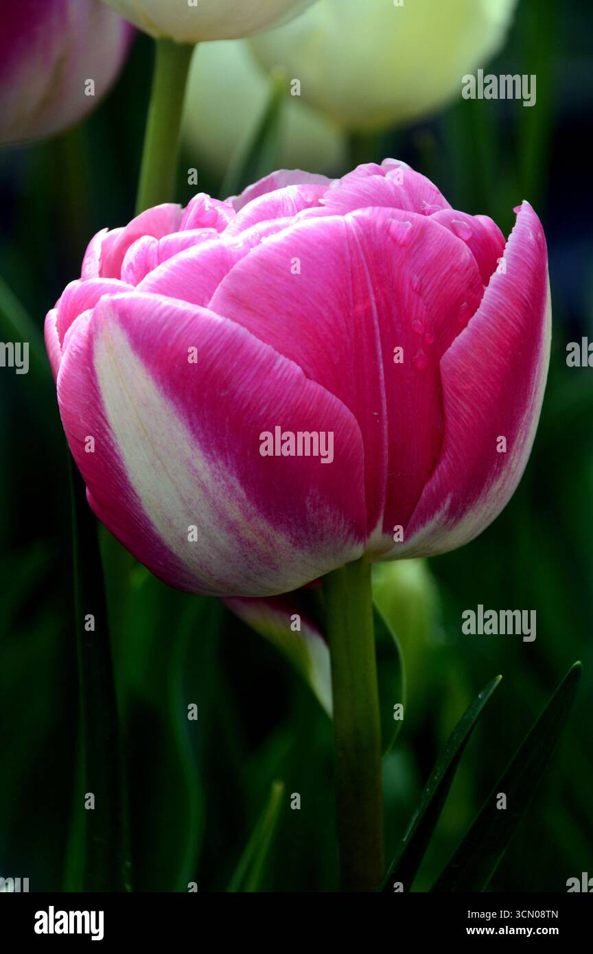 Single Pink Tulipa 'Vogue' (Pretty-in-Pink) Double Late Tulip on ...