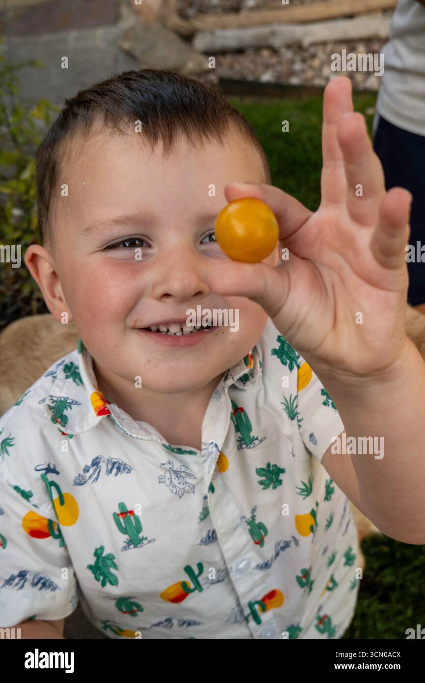 Three-year-old boy gleefully shows off a small tomato grown in their ...