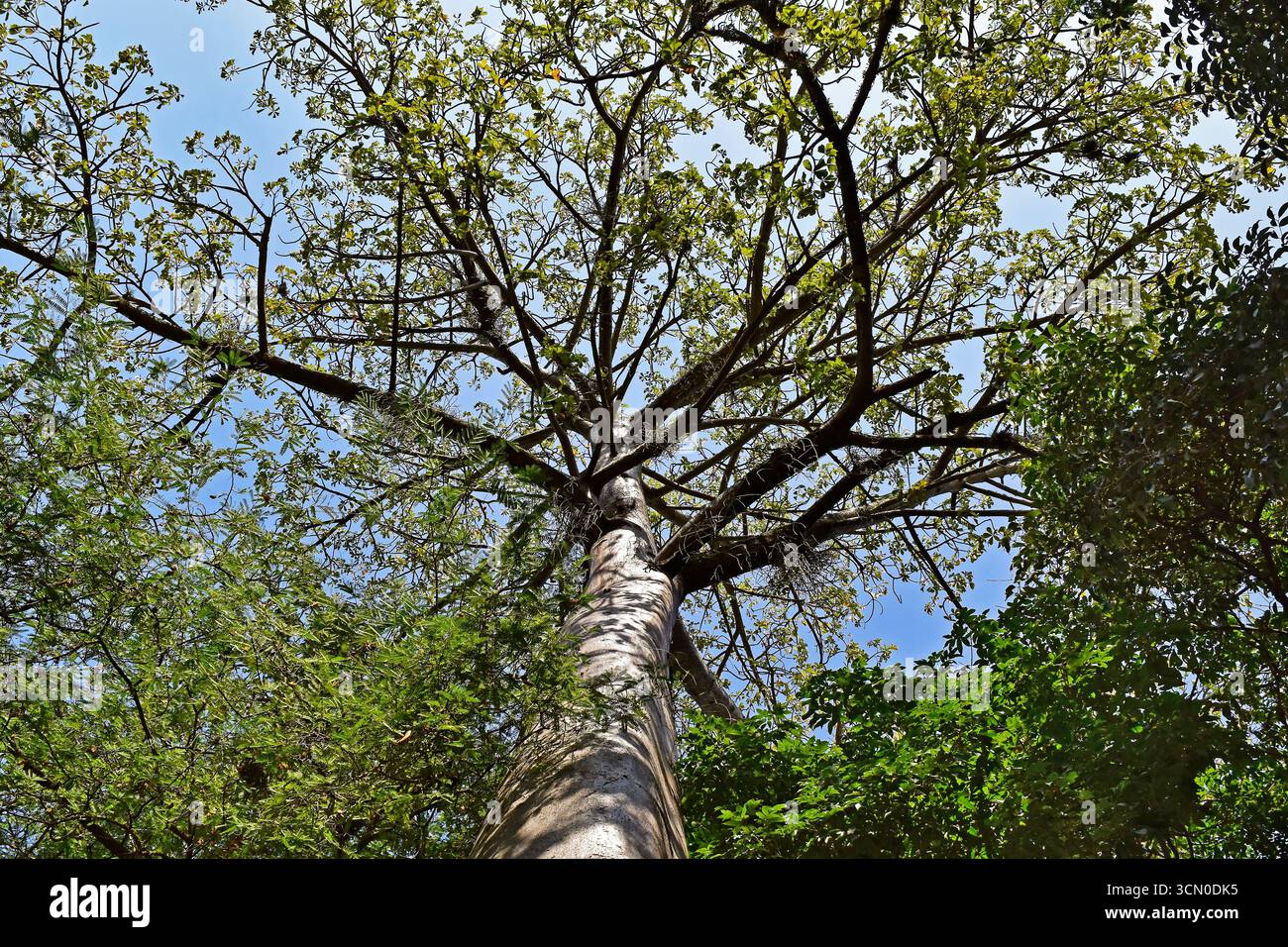 African baobab tree (Adansonia digitata) in Rio de Janeiro, Brazil ...