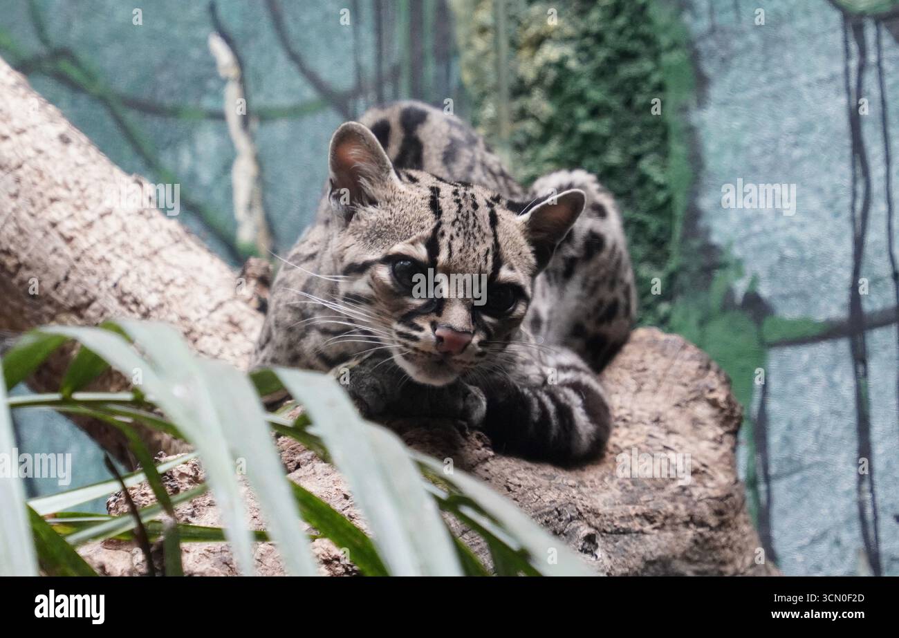 Margay hi-res stock photography and images - Alamy