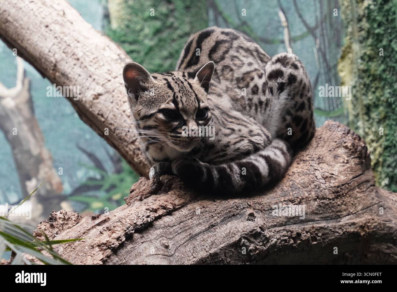 Margay hi-res stock photography and images - Alamy