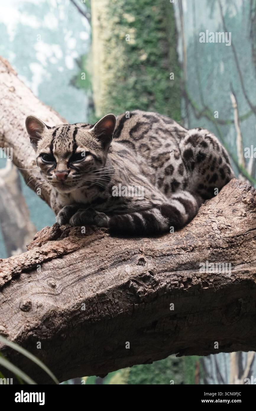 Vertical close up of a cute margay (leopardus wiedii), a small exotic ...