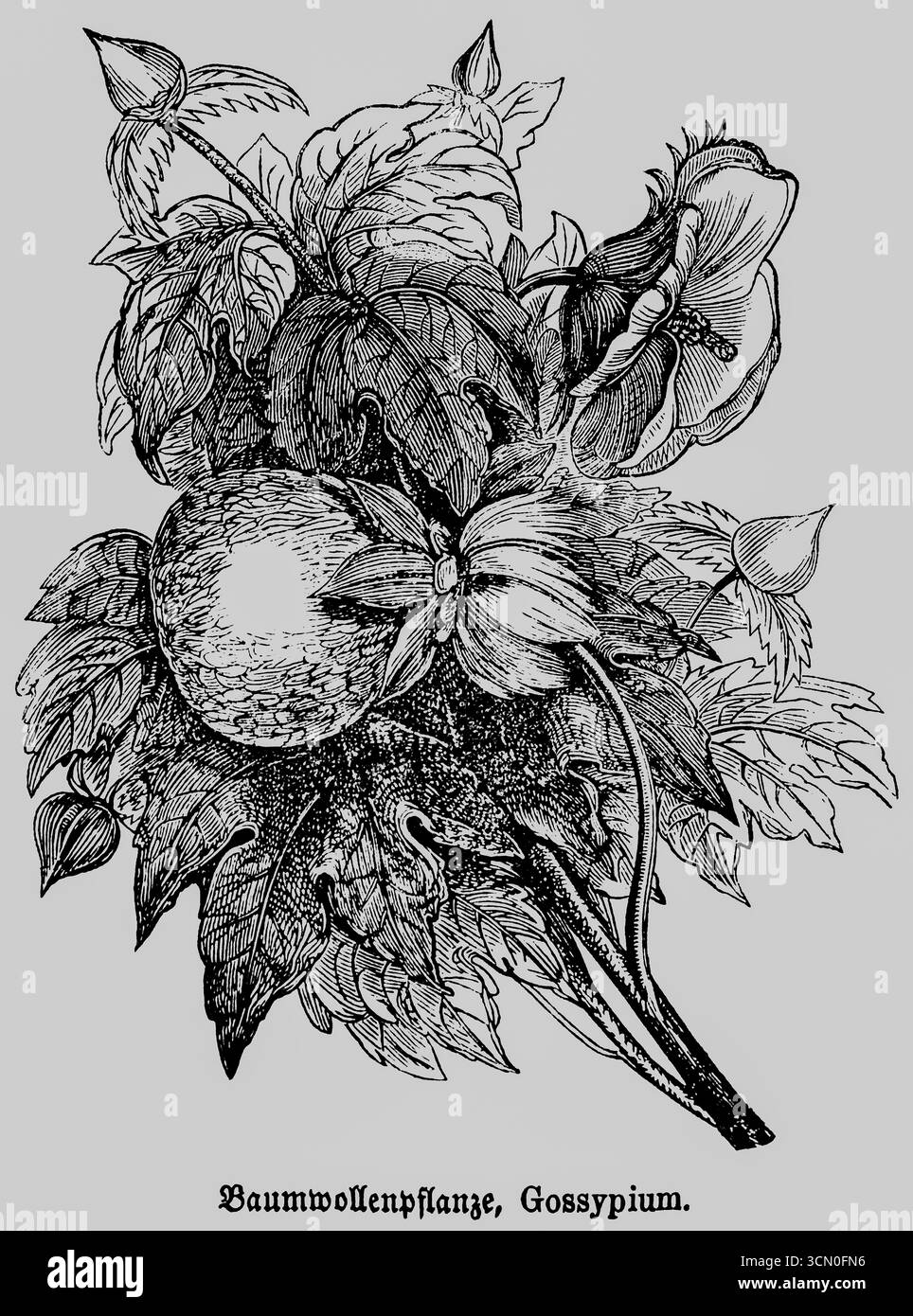 The agricultural processing Black and White Stock Photos & Images - Alamy