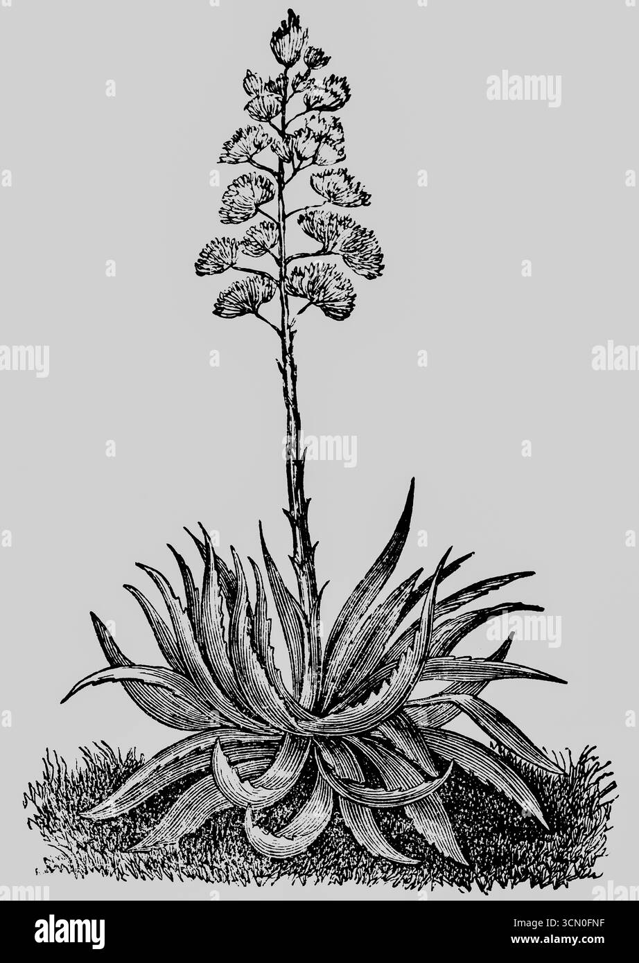 Agave plant mexico hi-res stock photography and images - Alamy