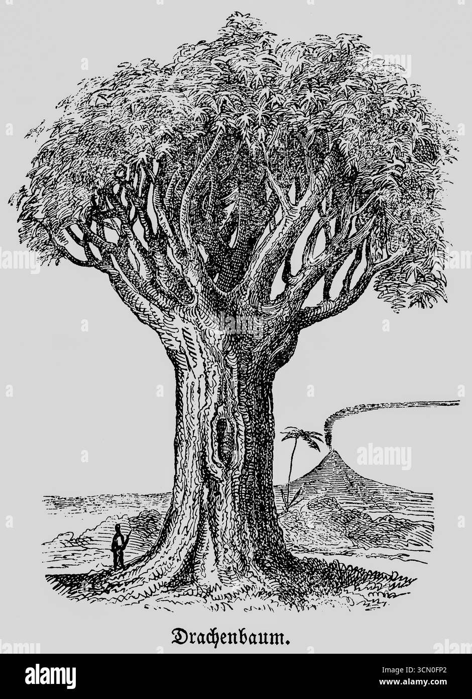 Plant size comparison Black and White Stock Photos & Images - Alamy