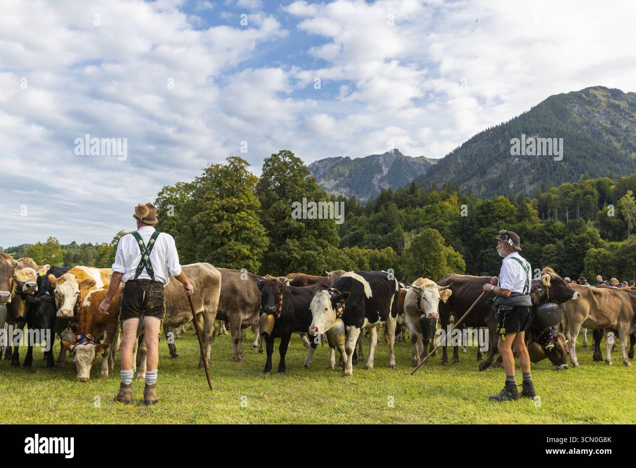 Cattle drive, cattle drive, alpine herdsmen, lederhosen, braces, felt ...