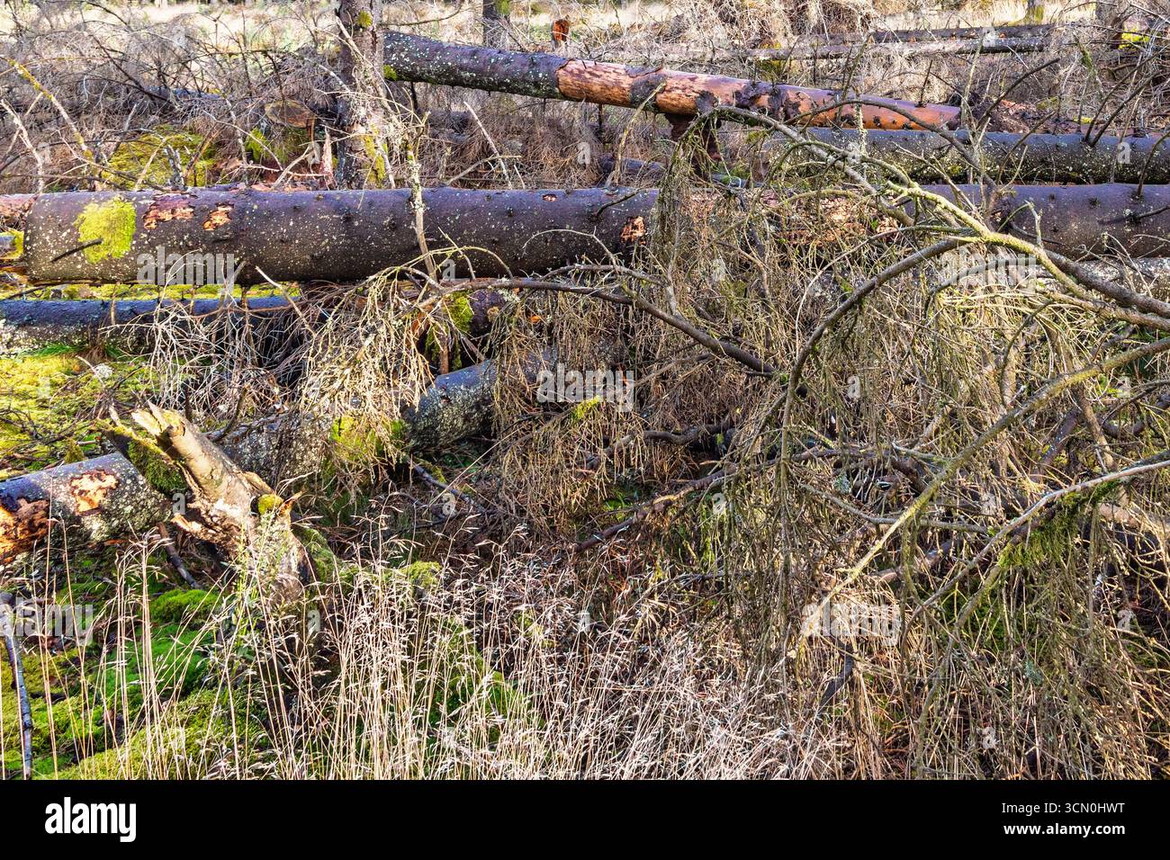 Log lying on ground hi-res stock photography and images - Alamy