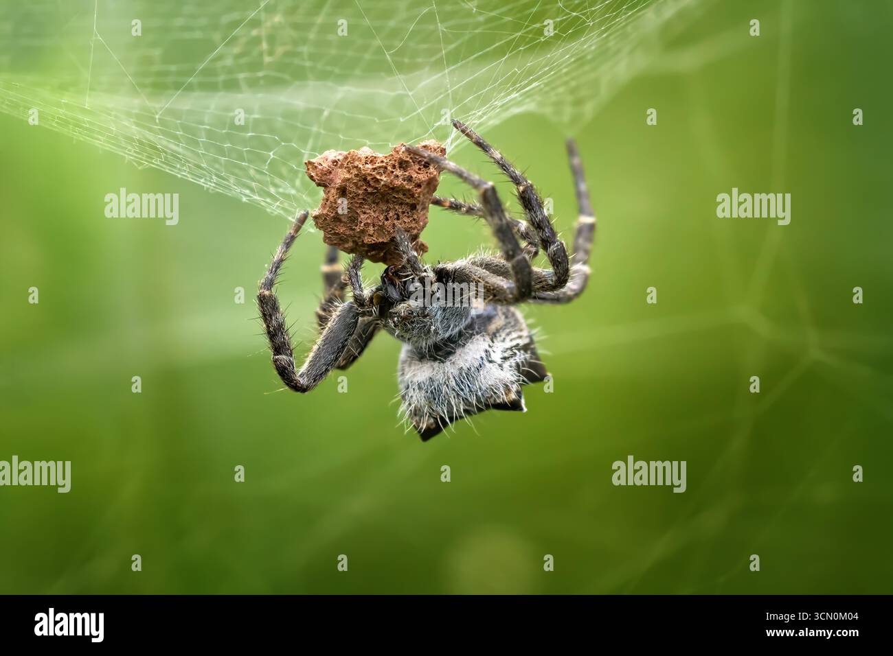 Removing spider web hi-res stock photography and images - Alamy
