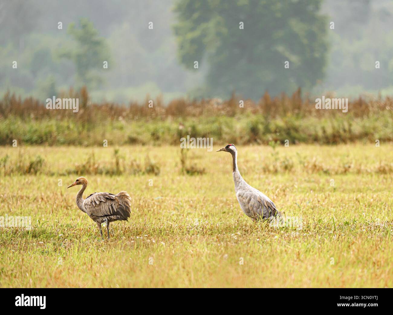 Common Cranes and a Young Crane in a Field, Matsalu National Park ...
