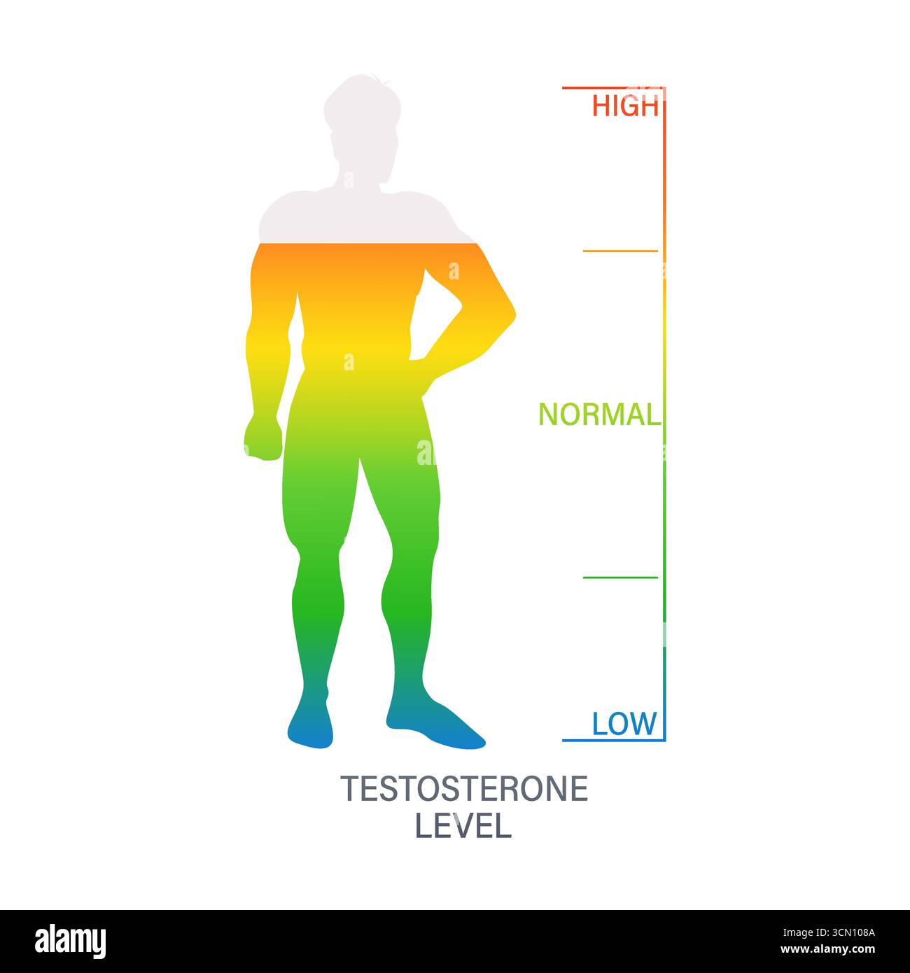 Testosterone hormone male health Stock Vector Images - Alamy