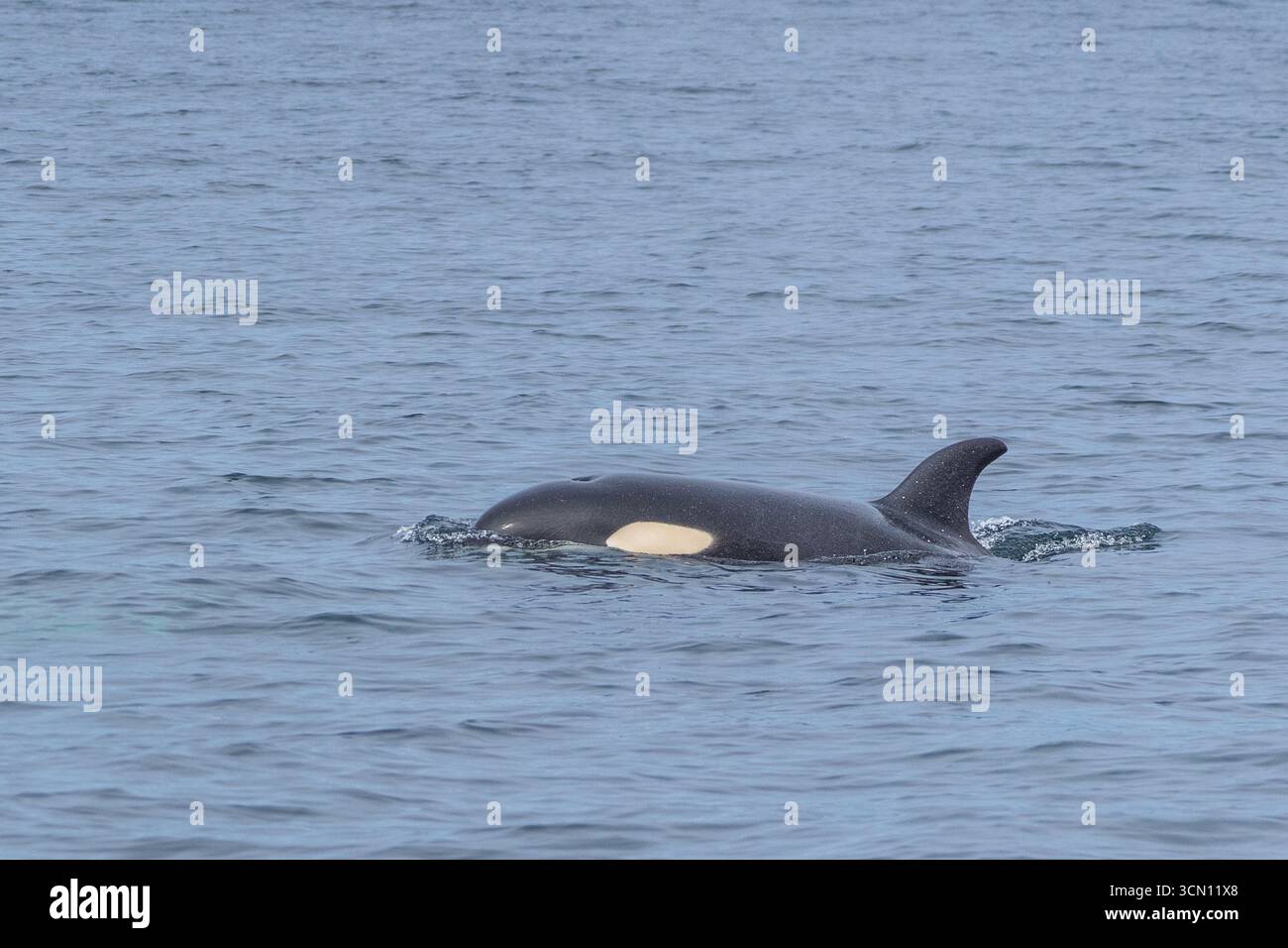 Orca british colombia hi-res stock photography and images - Alamy