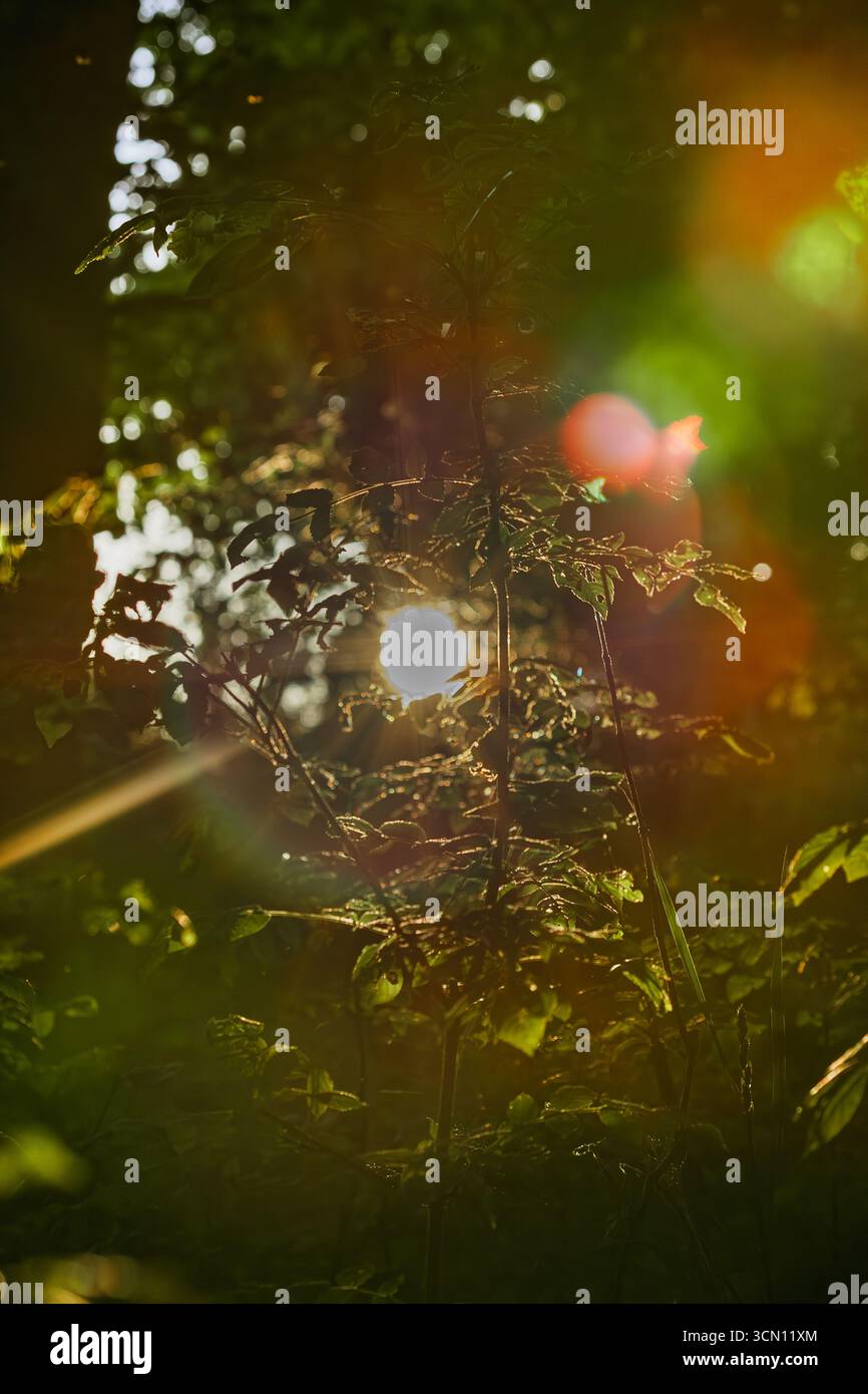 Golden Sunlight Through trees in a Serene Forest Scene with Dappled ...