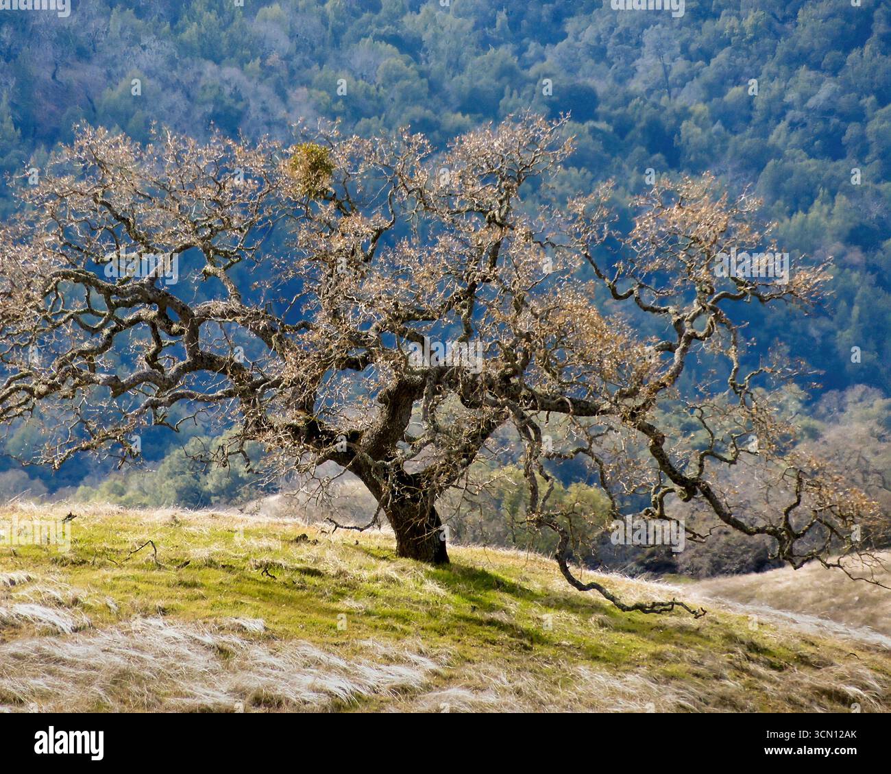 Lone Oak Tree on a hillside. Henry W. Coe State Park, Santa Clara ...