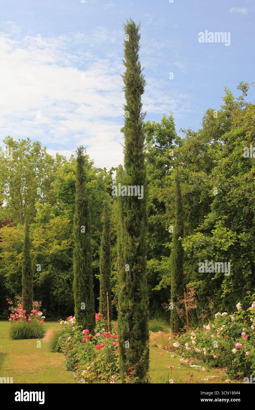cupressus sempervirens, the Mediterranean cypress also known pencil ...