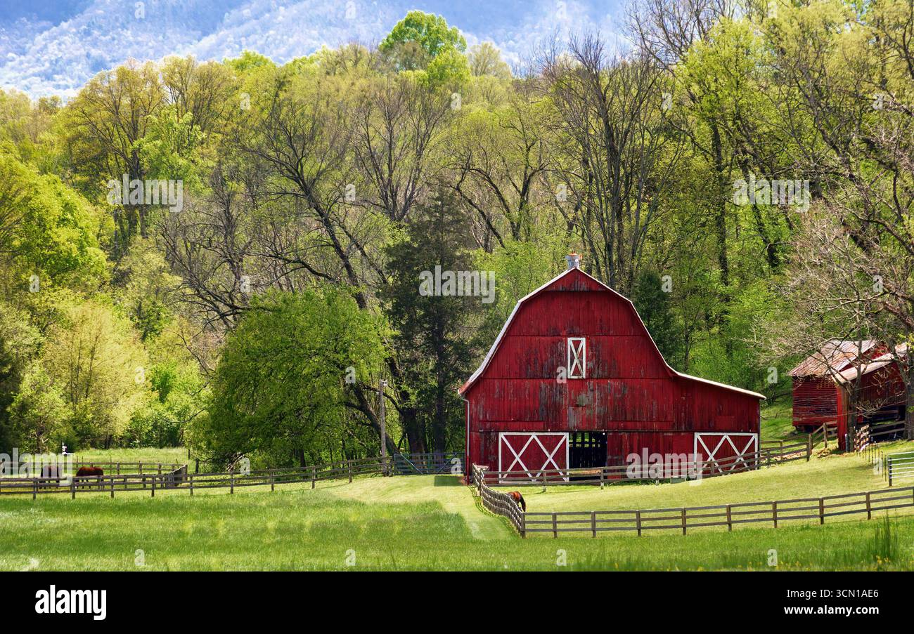 Agricultural landscape with a red barn with horses grazing in a fenced ...