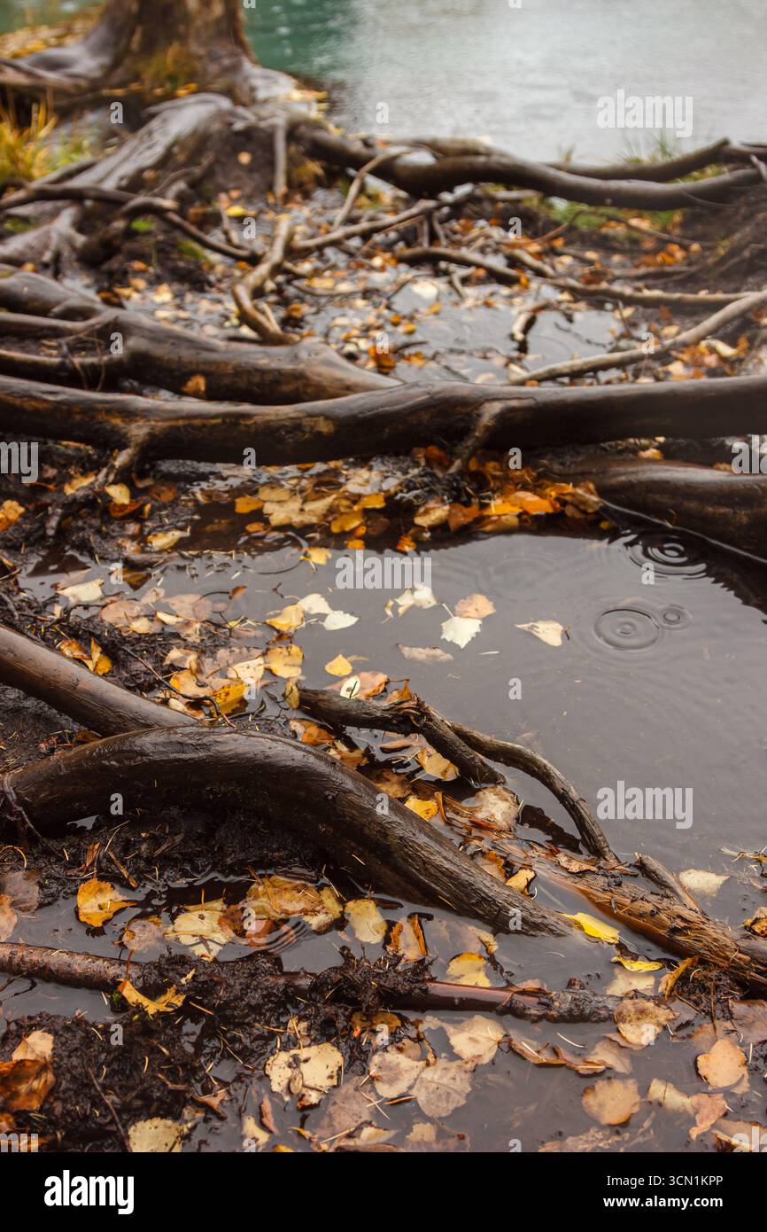 Exposed tree roots along water edge covered with fallen autumn leaves ...