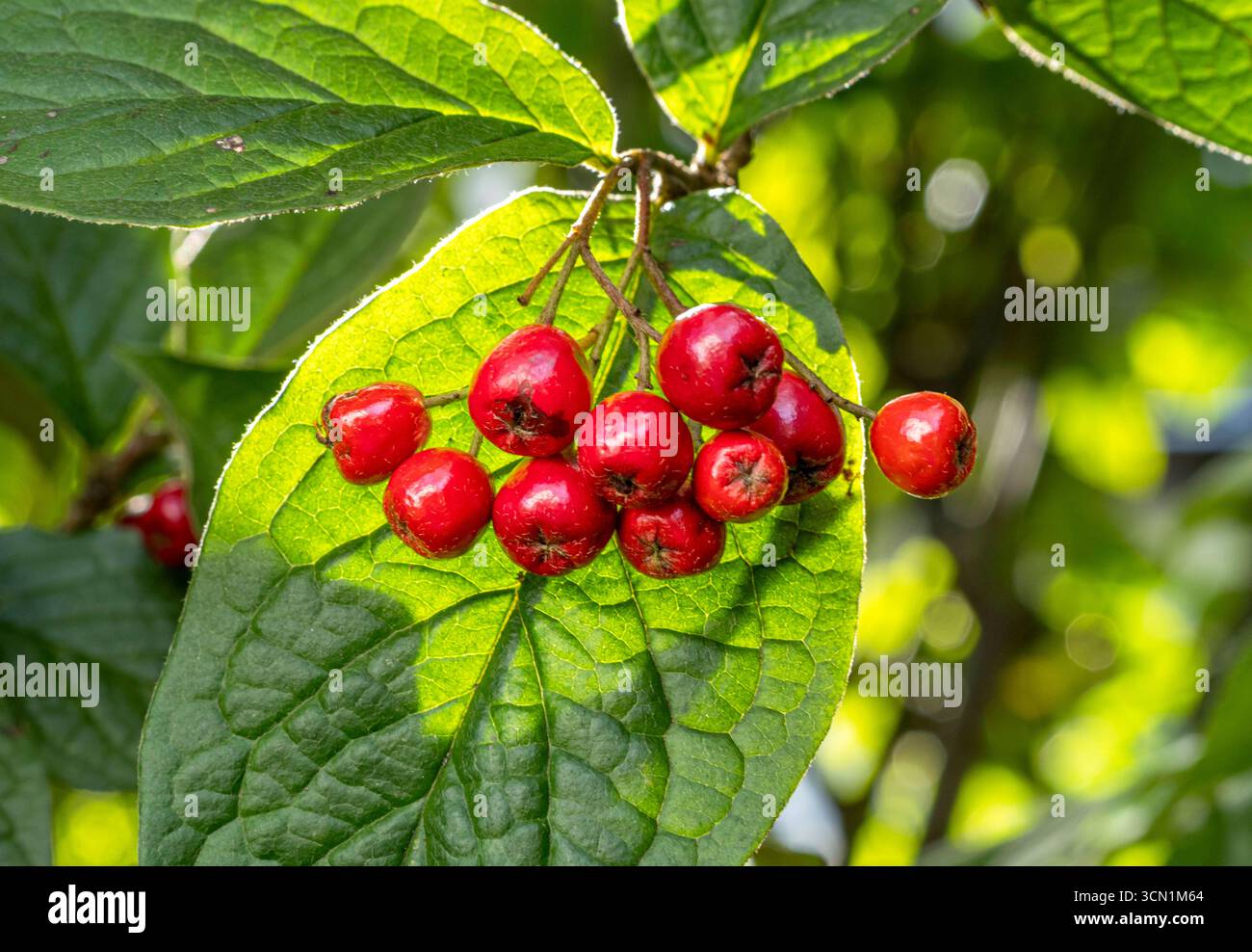 Kirschlorbeer Rote Beeren