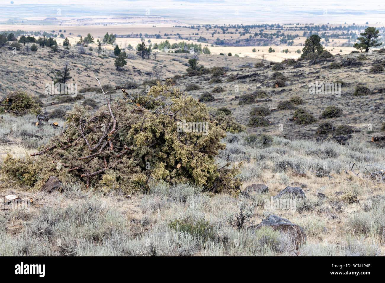 Slash piles of cut juniper dot the sagebrush steppe in the foothills of ...