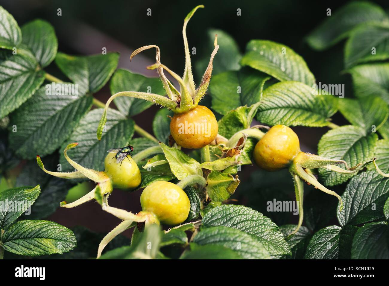 Rose hip bush hi-res stock photography and images - Alamy