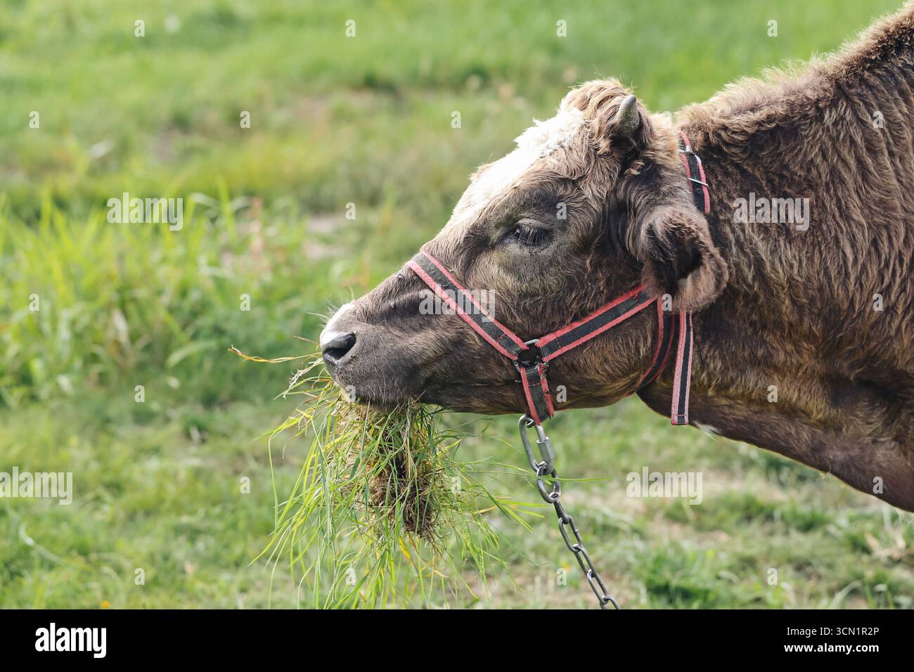 Brown cow grazing on grass field. Farm animal eating fresh pasture ...