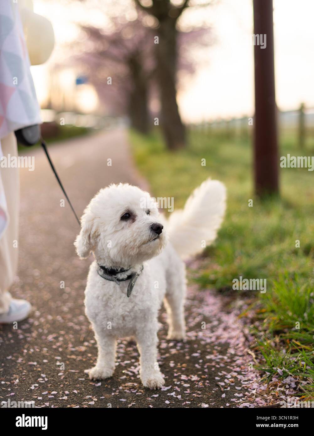 Dreamy spring morning scene featuring a close-up of a Bichon Frise ...