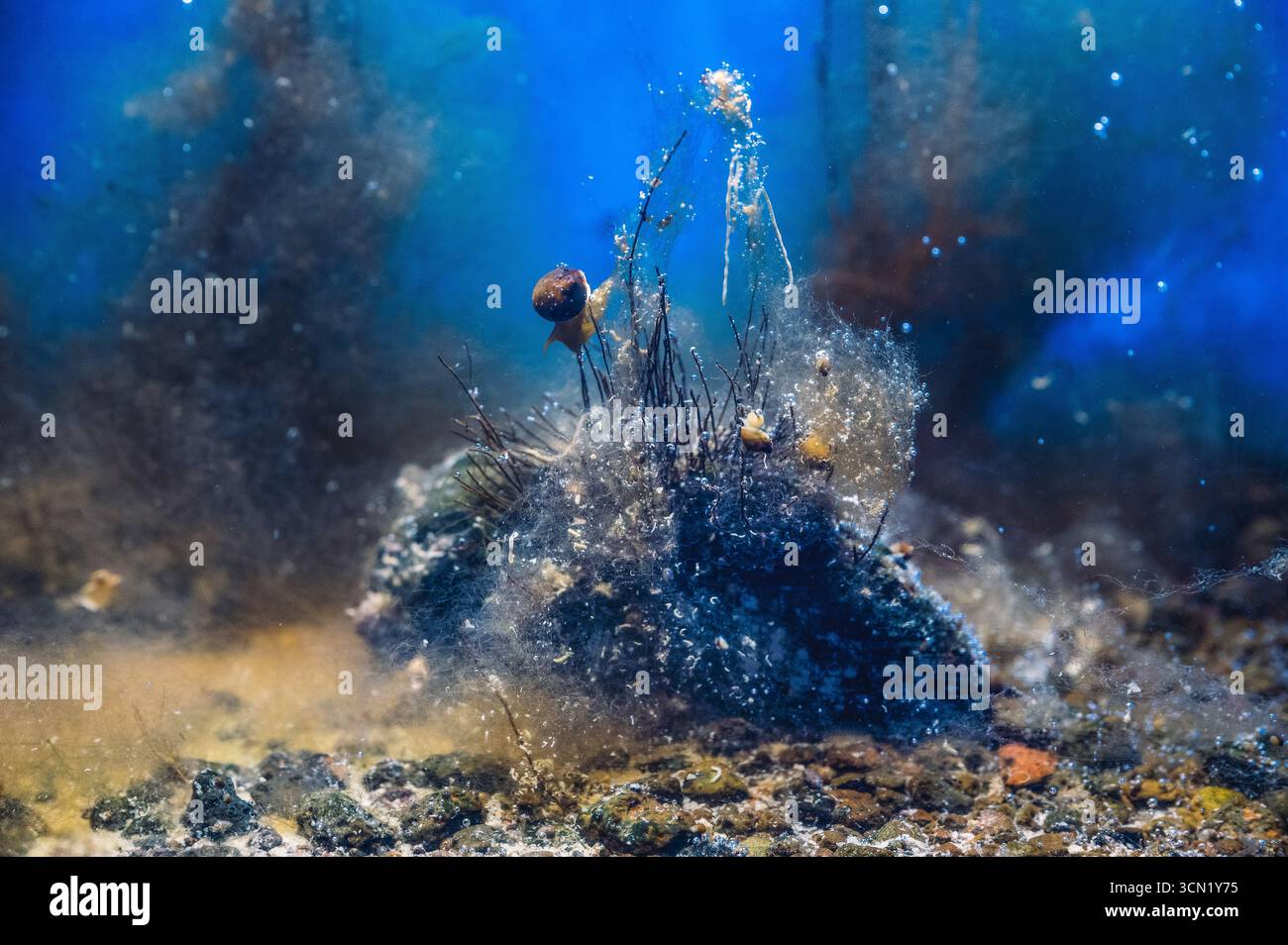 Tiny sea snails and shells in a water tank, in Perlan museum in ...