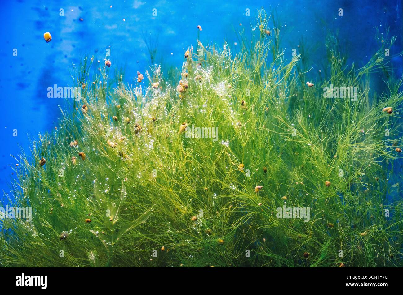 Tiny sea snails and shells in a water tank, in Perlan museum in ...