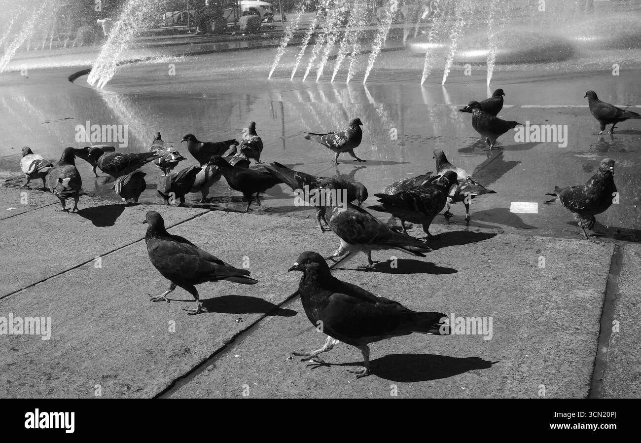 18.09.2025, Strassen Fotos Muenchen, im Bild: Tauben am Stachus *** 18 ...