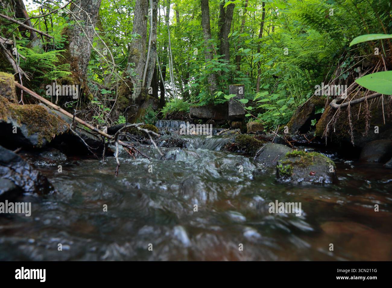 Dynamic fluvial microhabitat in shaded riparian deciduous forest ...