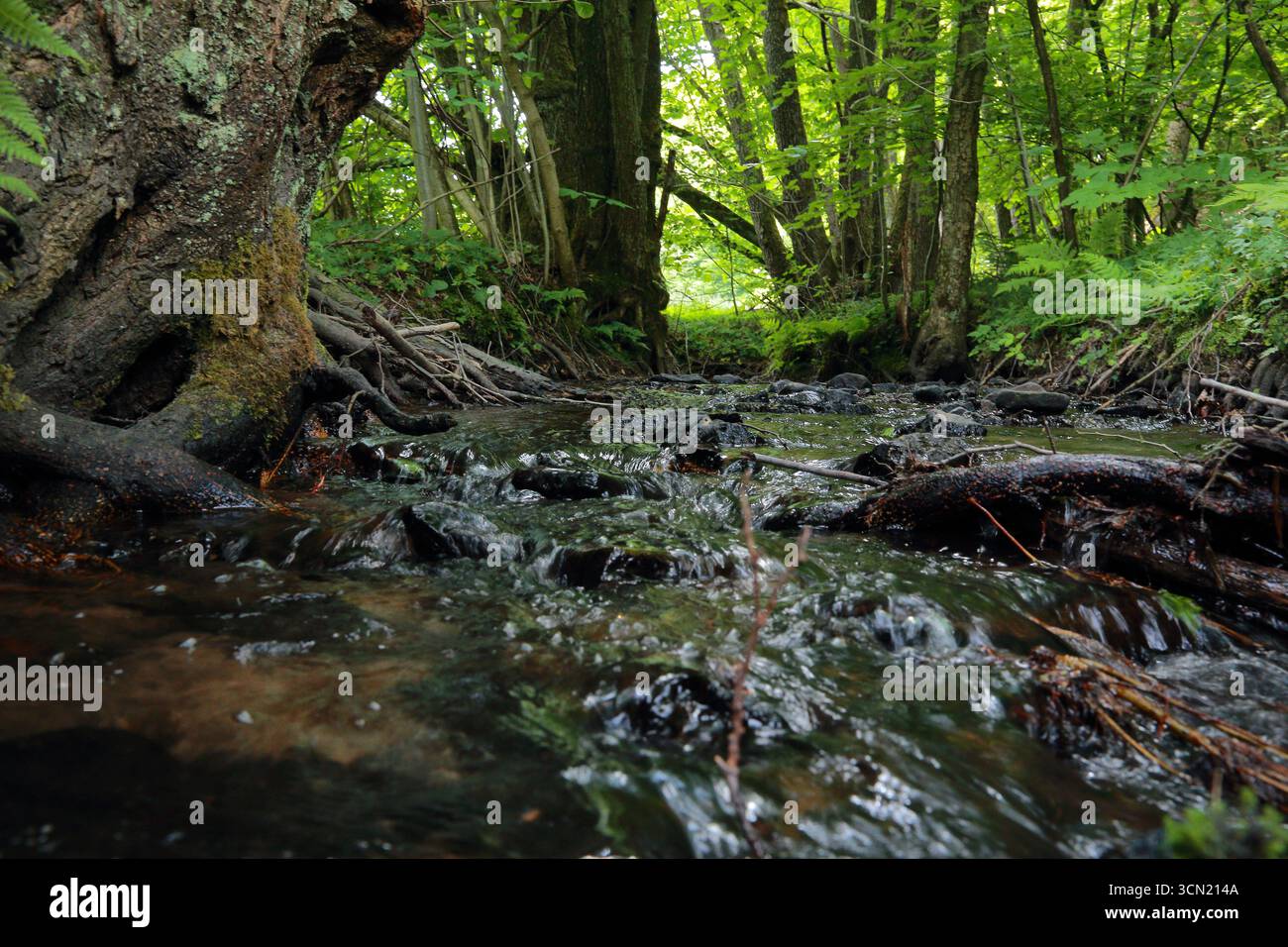 Low gradient forest stream with submerged rocks and riparian root ...