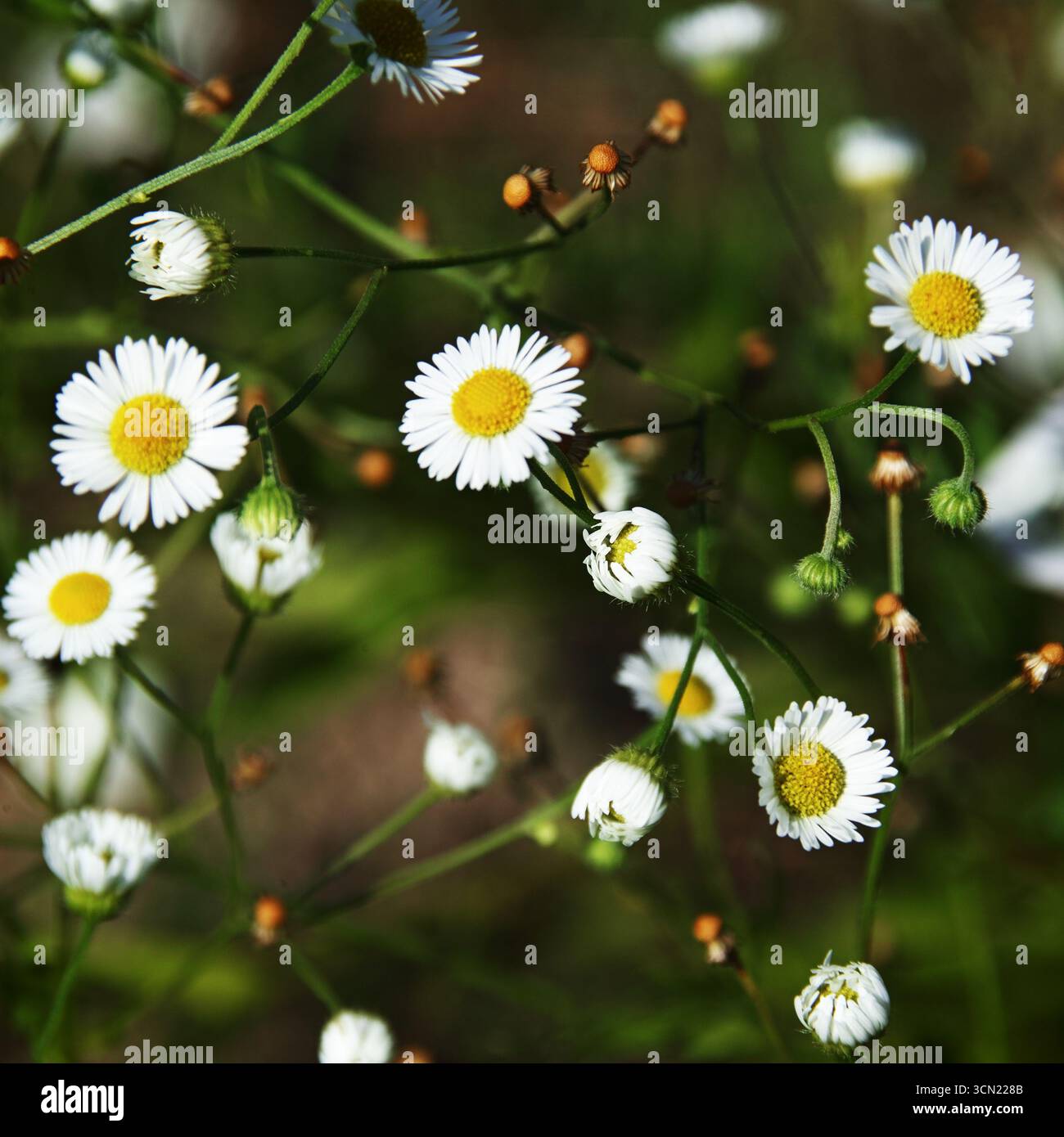 Macro closeup daisy fleabane hi-res stock photography and images - Alamy