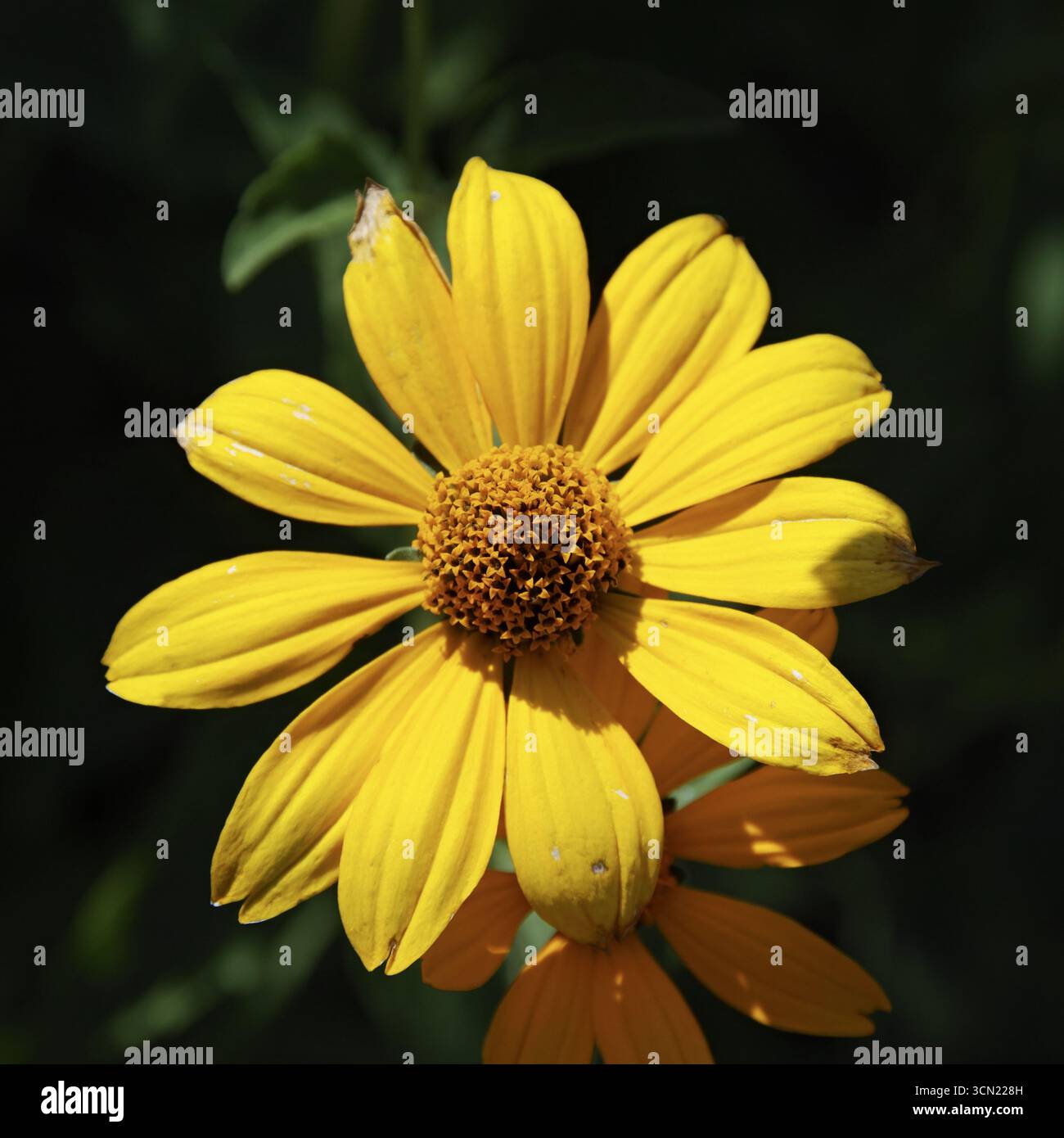 Goldeneye field hi-res stock photography and images - Alamy